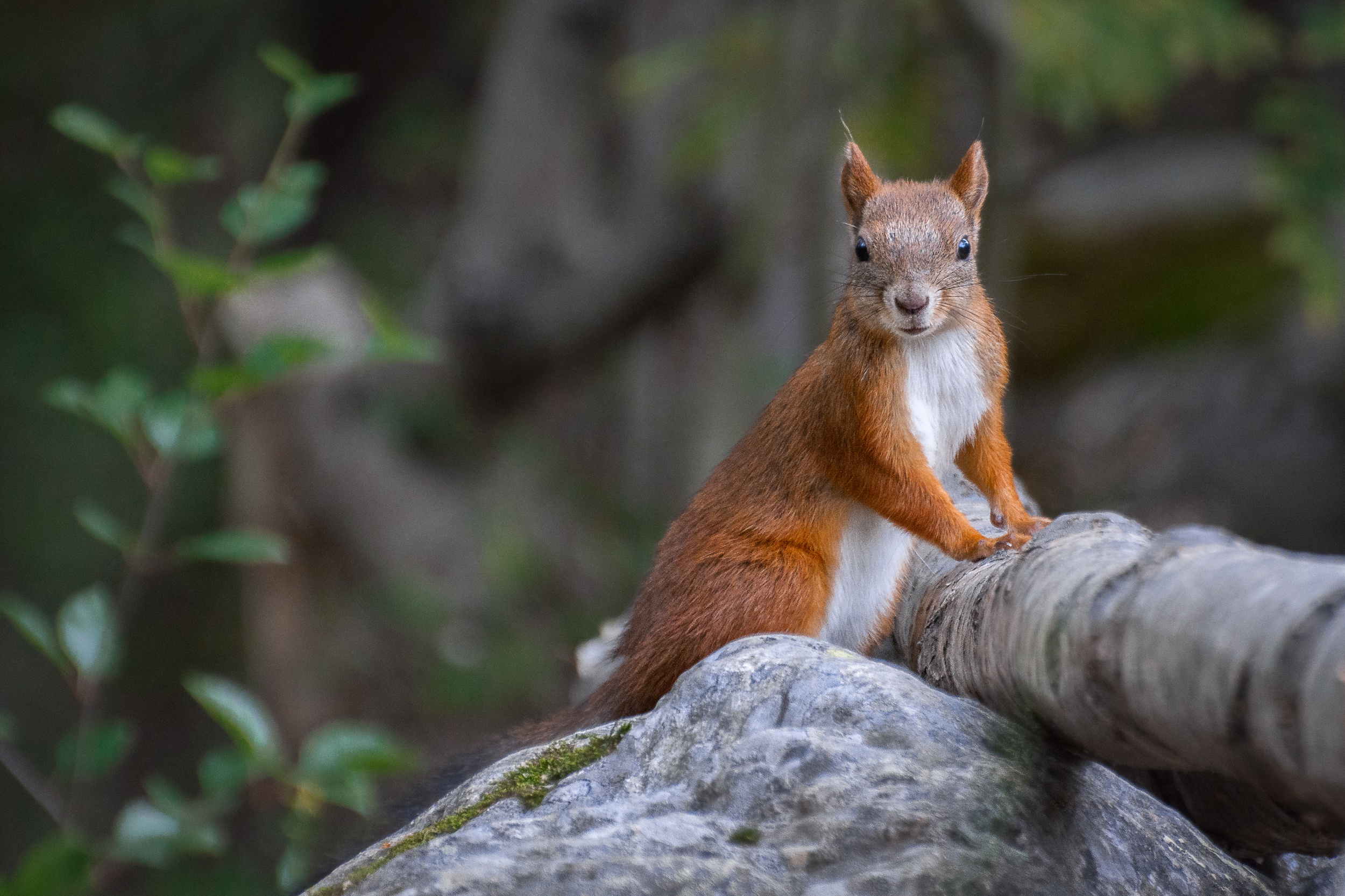 Download Rodent Animal Squirrel HD Wallpaper