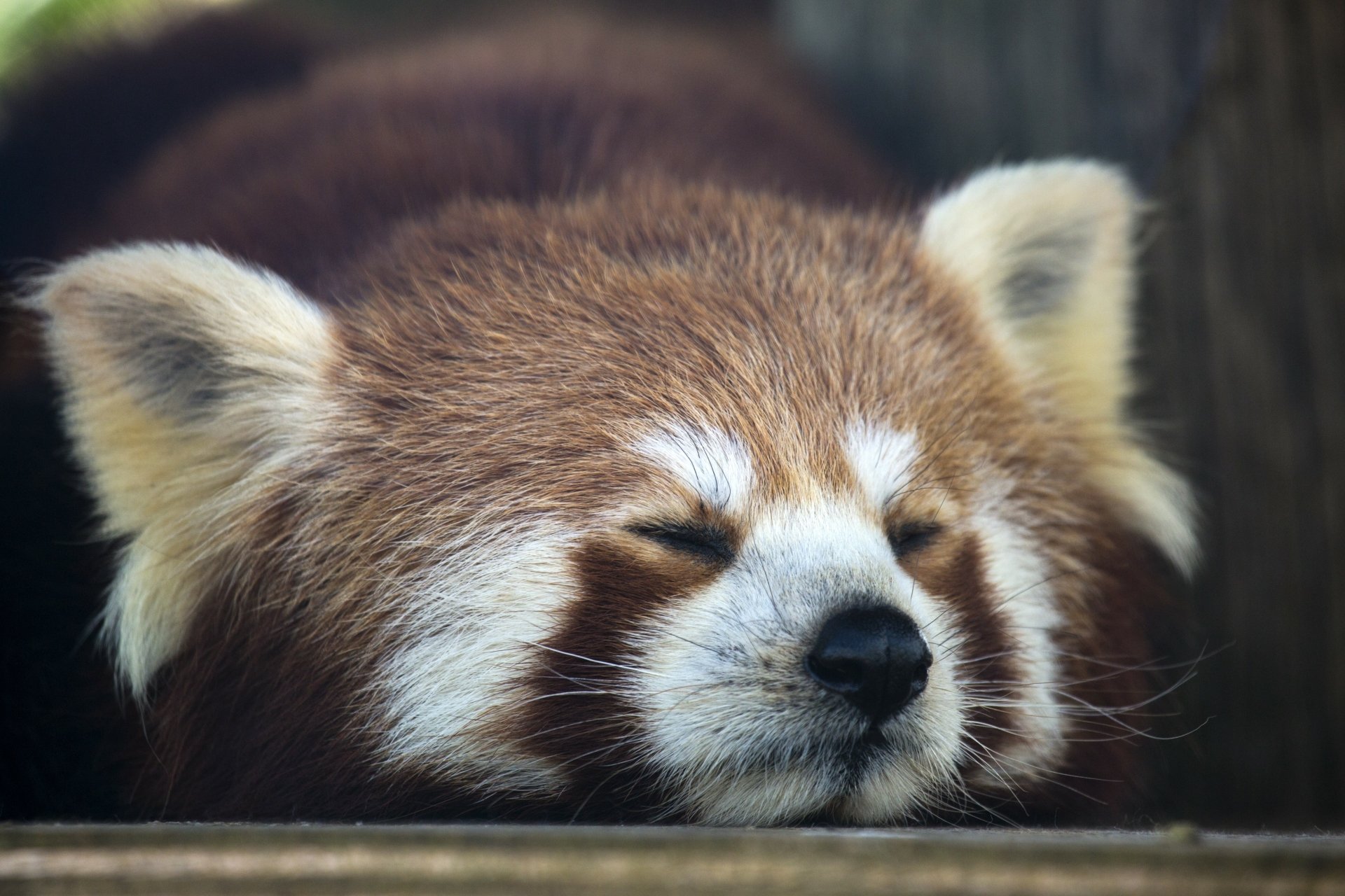 Adorable Red Panda Close-Up | 4K Ultra HD Cute Animal Wallpaper by ...