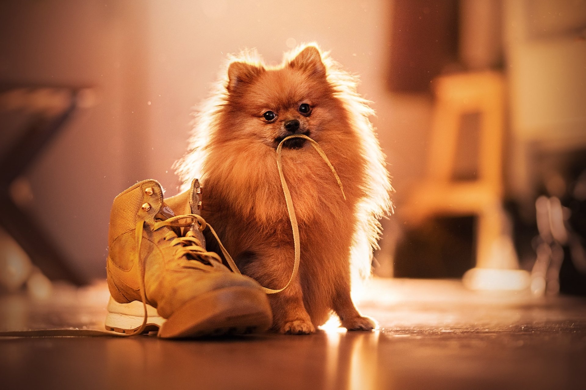 Download Shoe Dog Animal Spitz HD Wallpaper