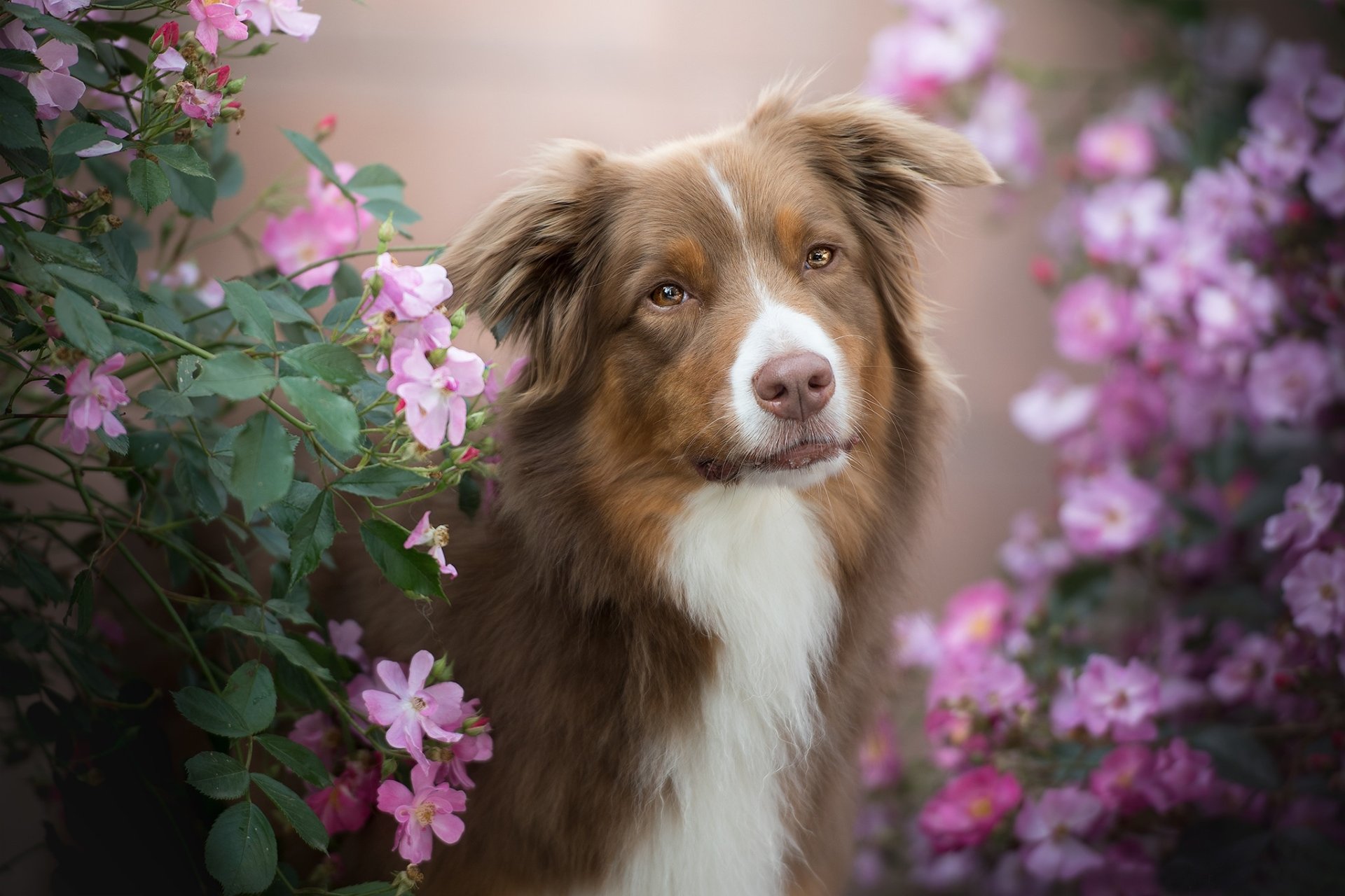 Australian Shepherd in Bloom — HD Wallpaper | 2048x1365 | Wallpaper Abyss