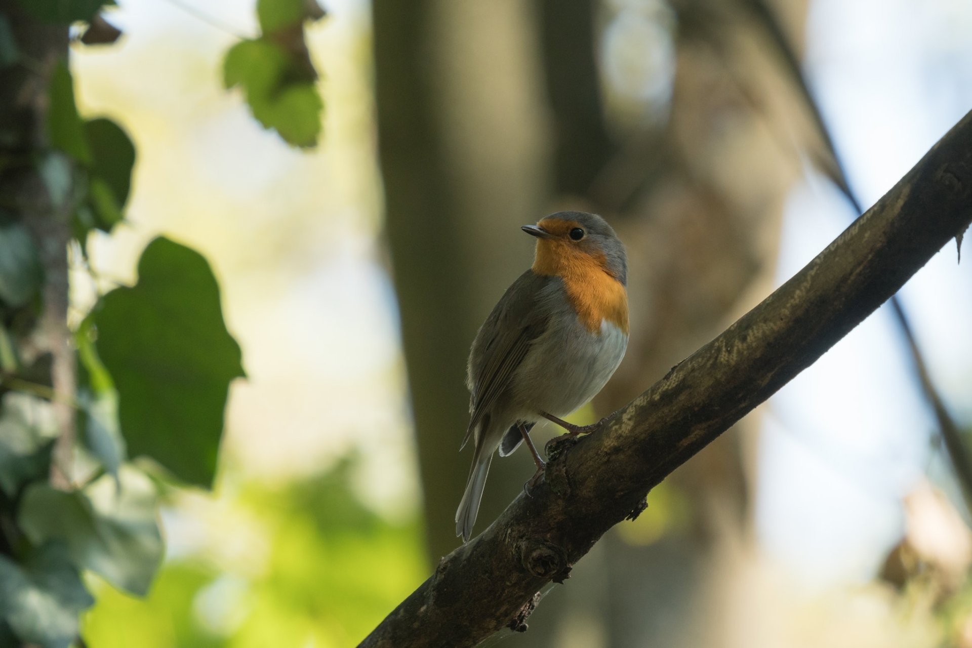 Download Bird Animal European Robin HD Wallpaper