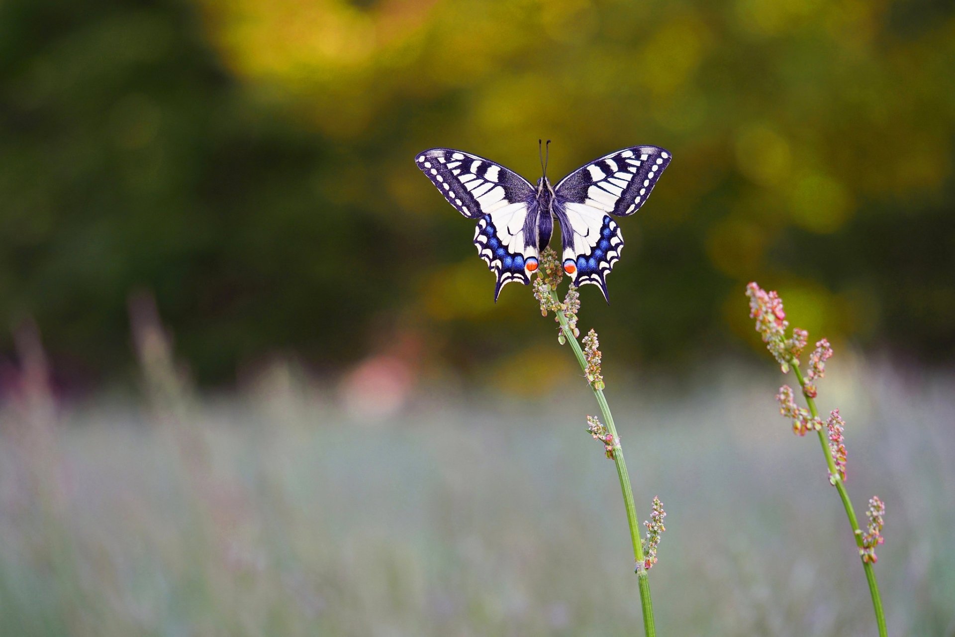 Download Insect Animal Butterfly HD Wallpaper