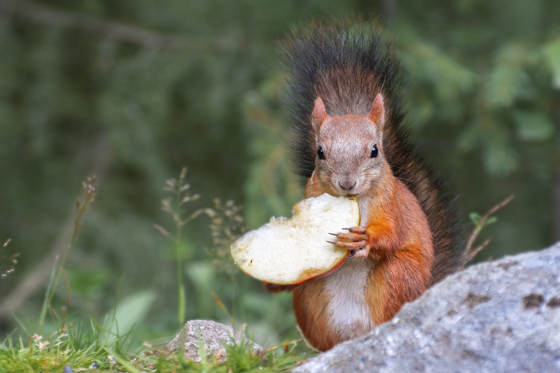 Download Rodent Animal Squirrel HD Wallpaper
