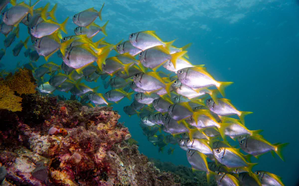 Clownfish Haven - HD Underwater Coral Life Wallpaper