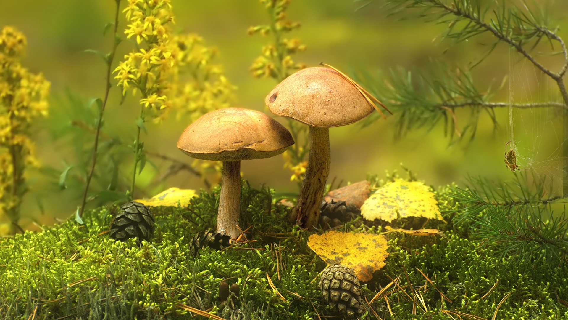 Download Nature Mushroom HD Wallpaper