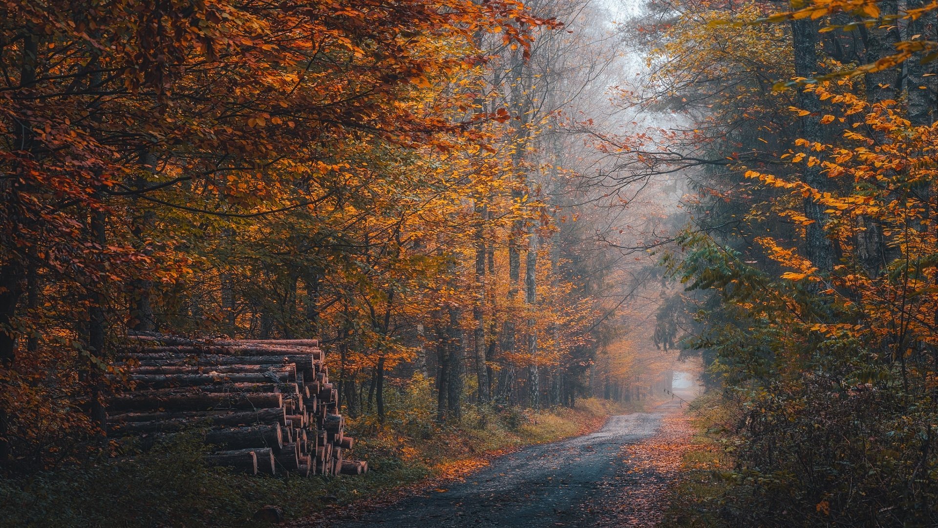 Tranquil Autumn Pathway: HD Nature Photography in Fall by Michał Tomczak