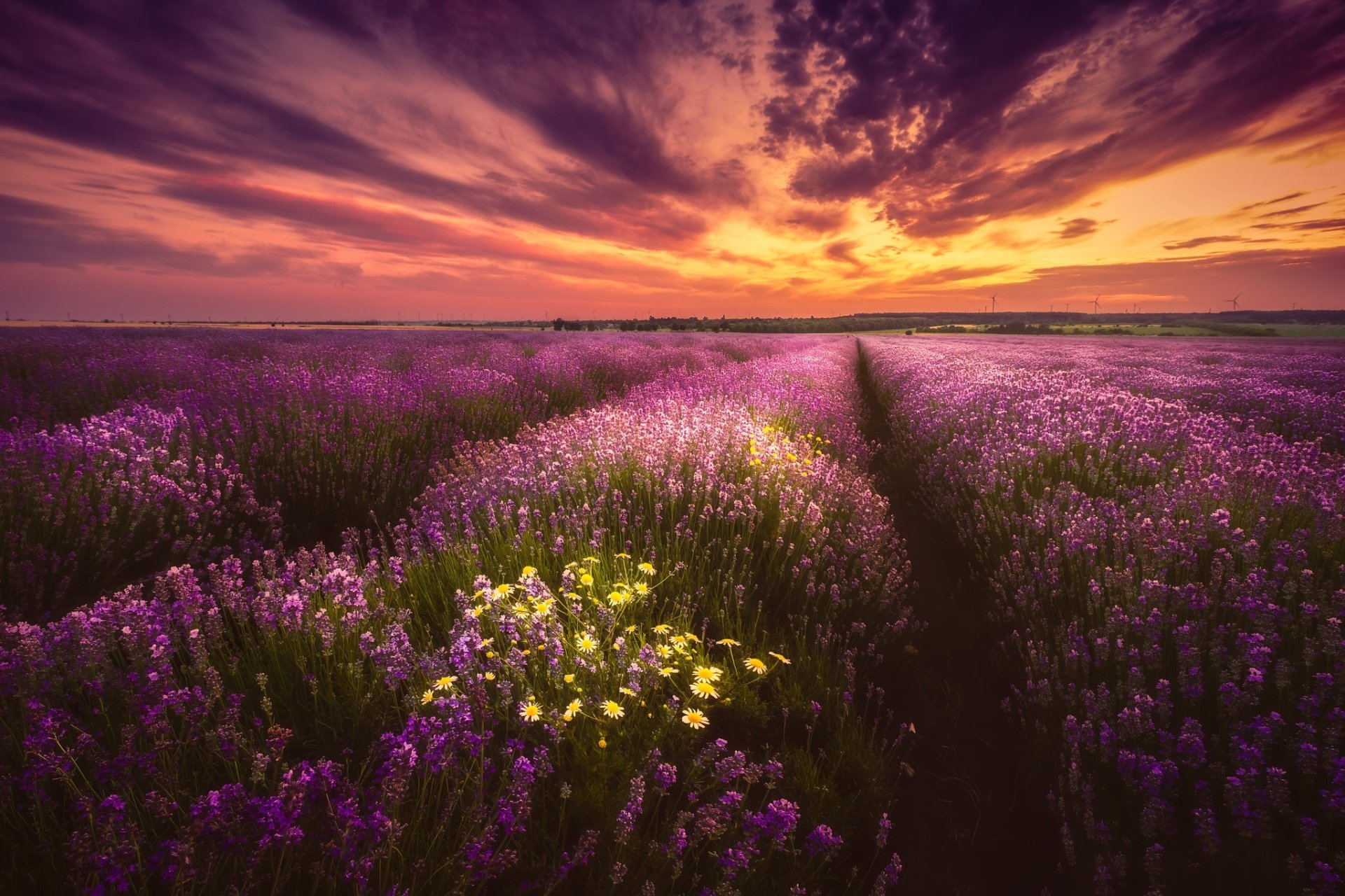Download Purple Flower Sunset Field Nature Lavender HD Wallpaper