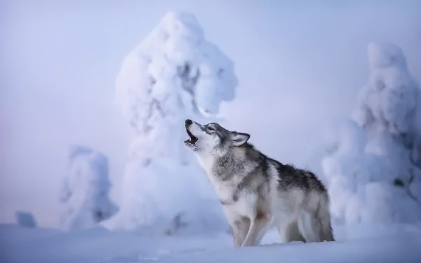 Howling Wolf HD Wallpaper