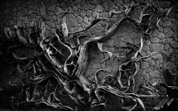 Download Dead Tree Nature Desert HD Wallpaper