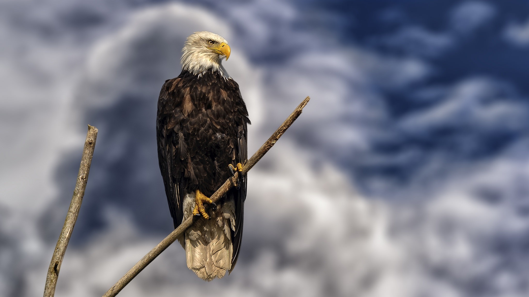 Download Eagle Bird Bird Of Prey Animal Bald Eagle HD Wallpaper