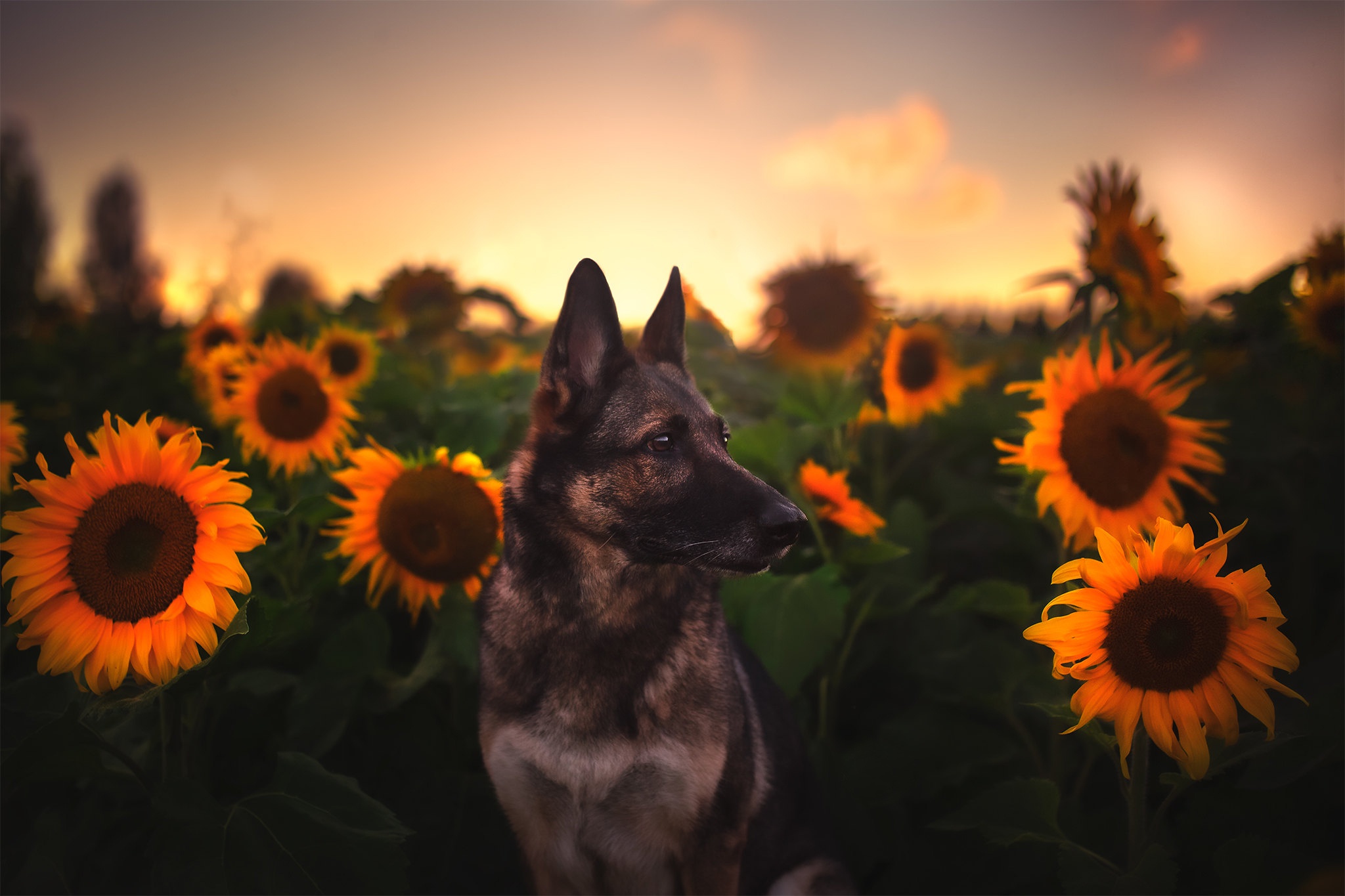 Download Dog Sunflower Animal German Shepherd HD Wallpaper