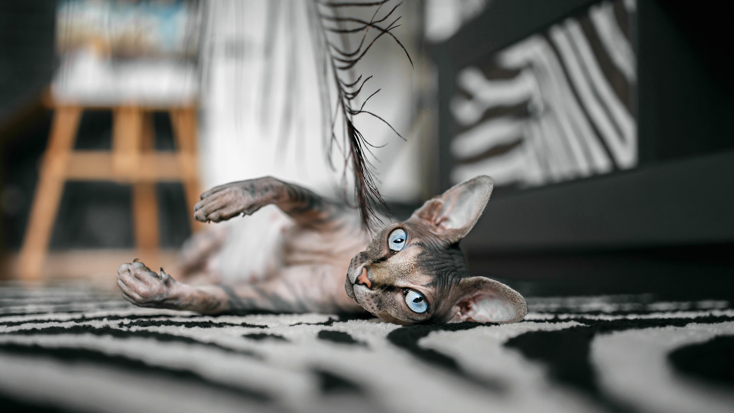 Download Wallpapers 2560x1440 Cat