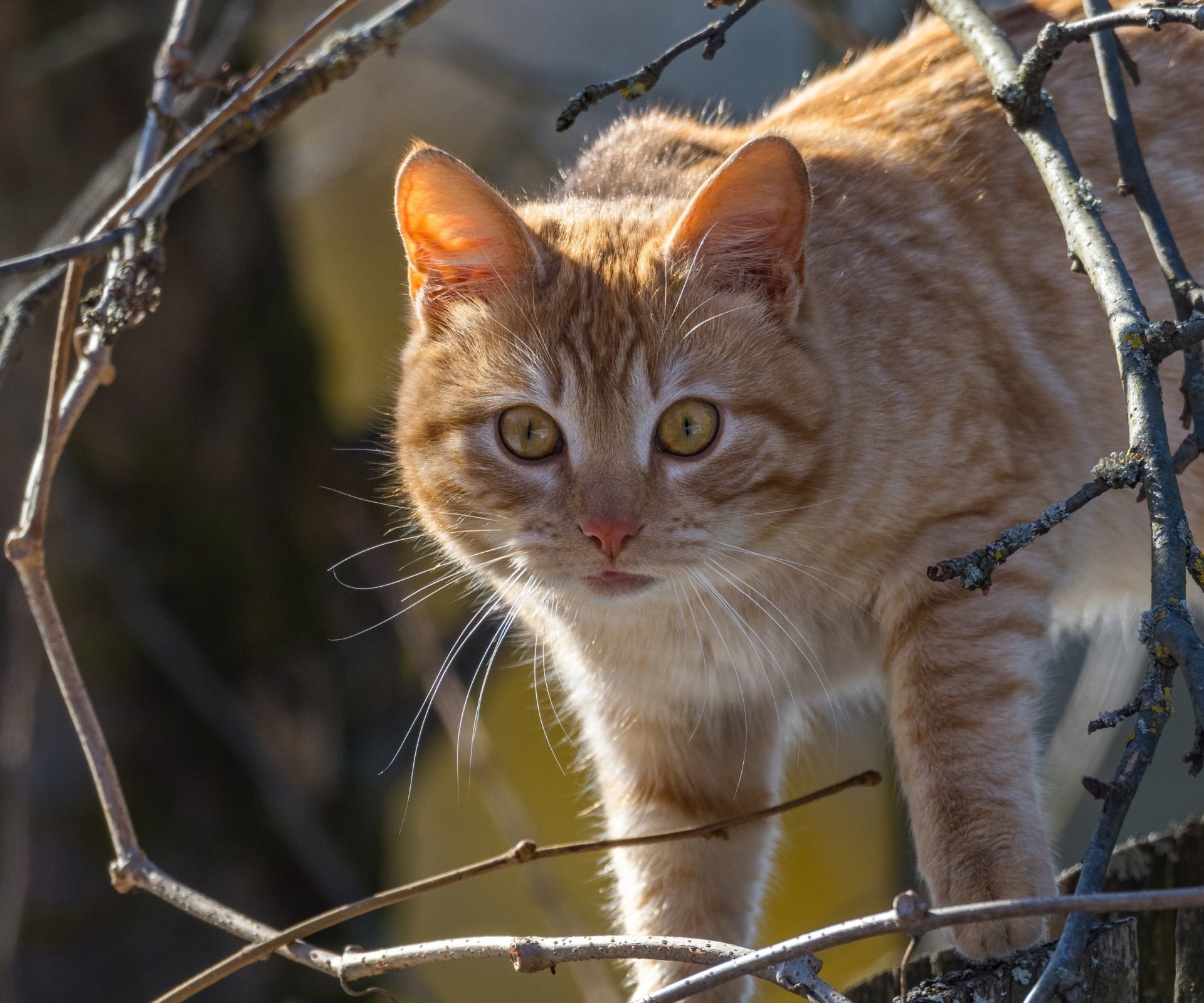 Download Stare Animal Cat HD Wallpaper