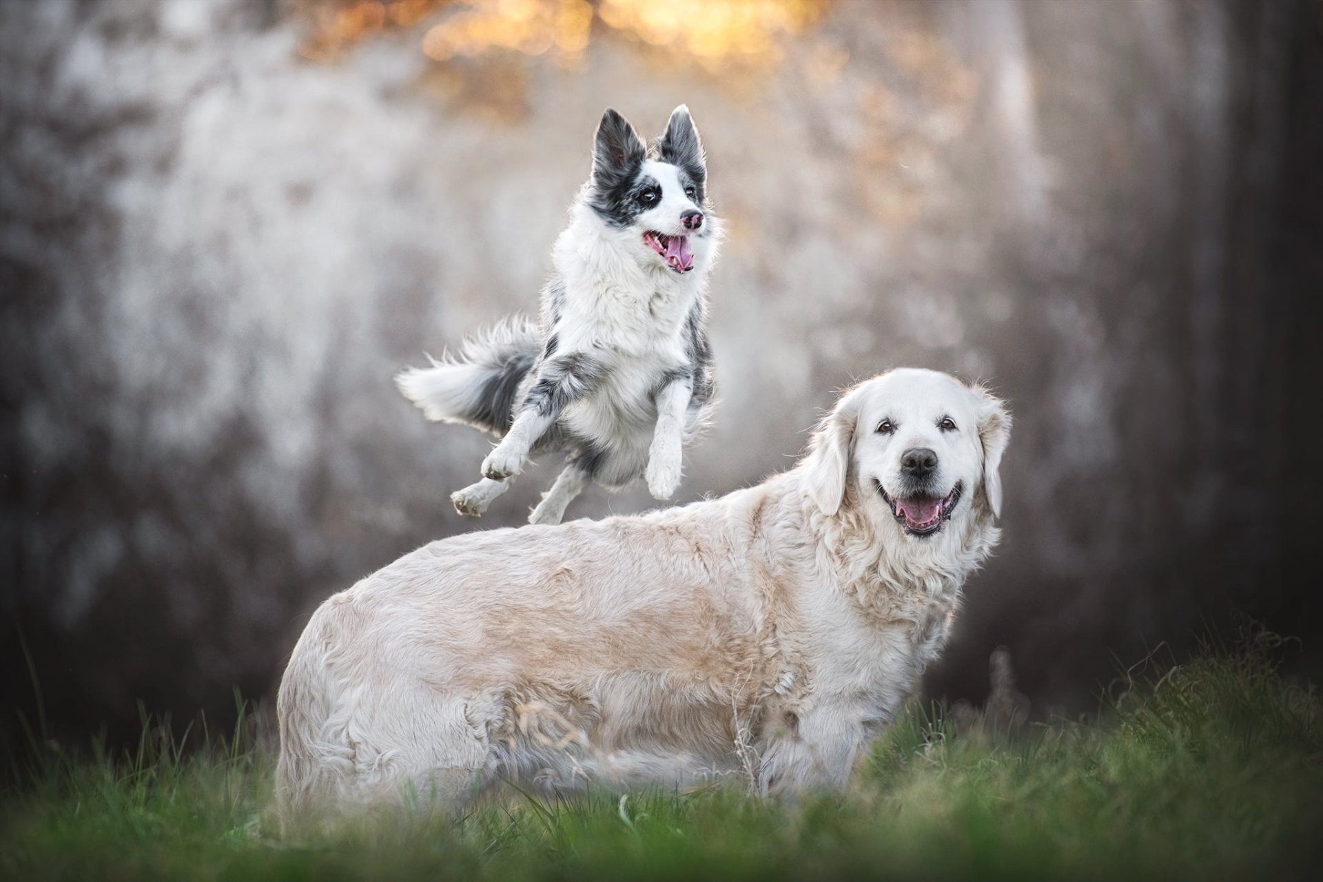 Download Border Collie Labrador Retriever Animal Dog HD Wallpaper