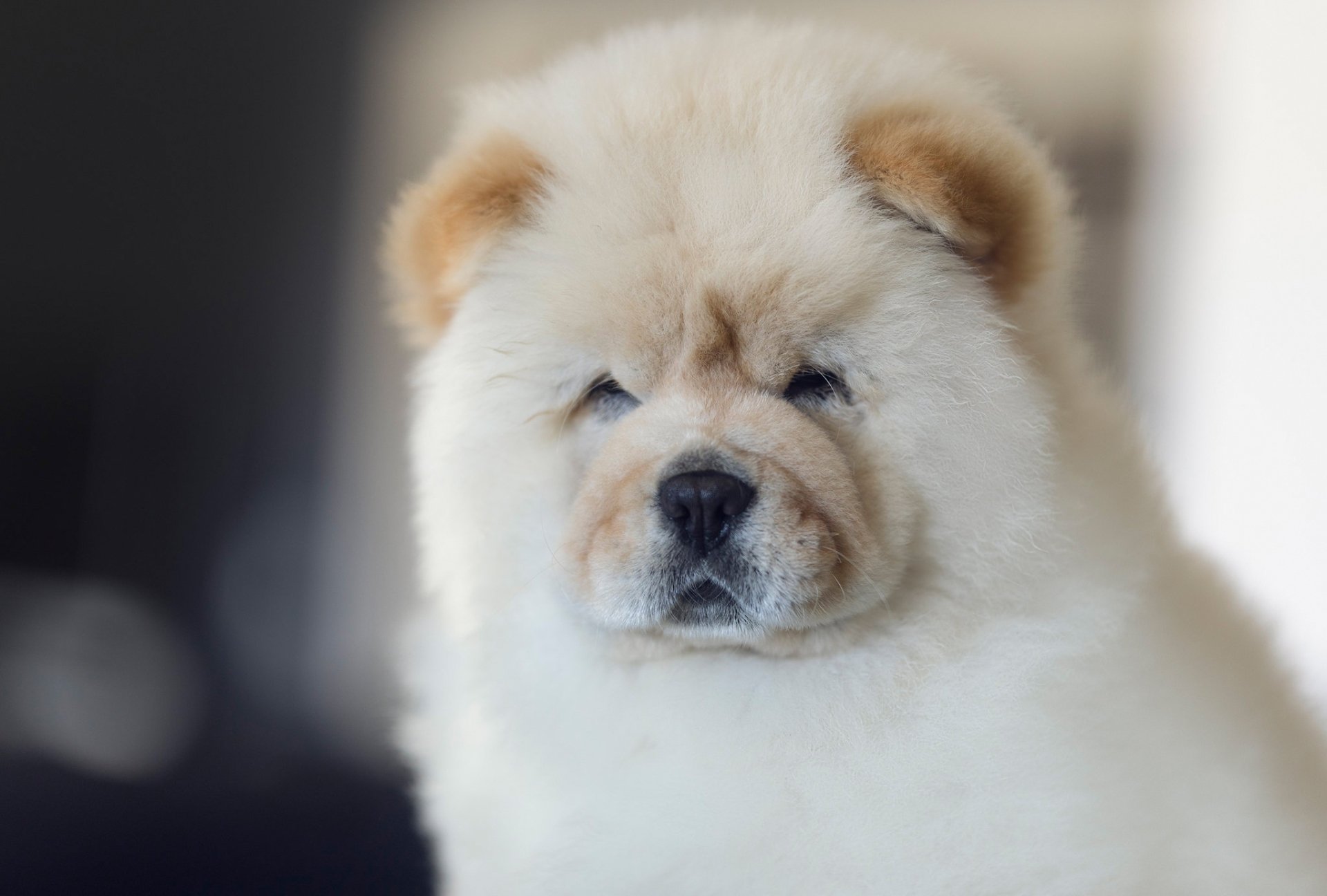 Download Puppy Dog Animal Chow Chow HD Wallpaper