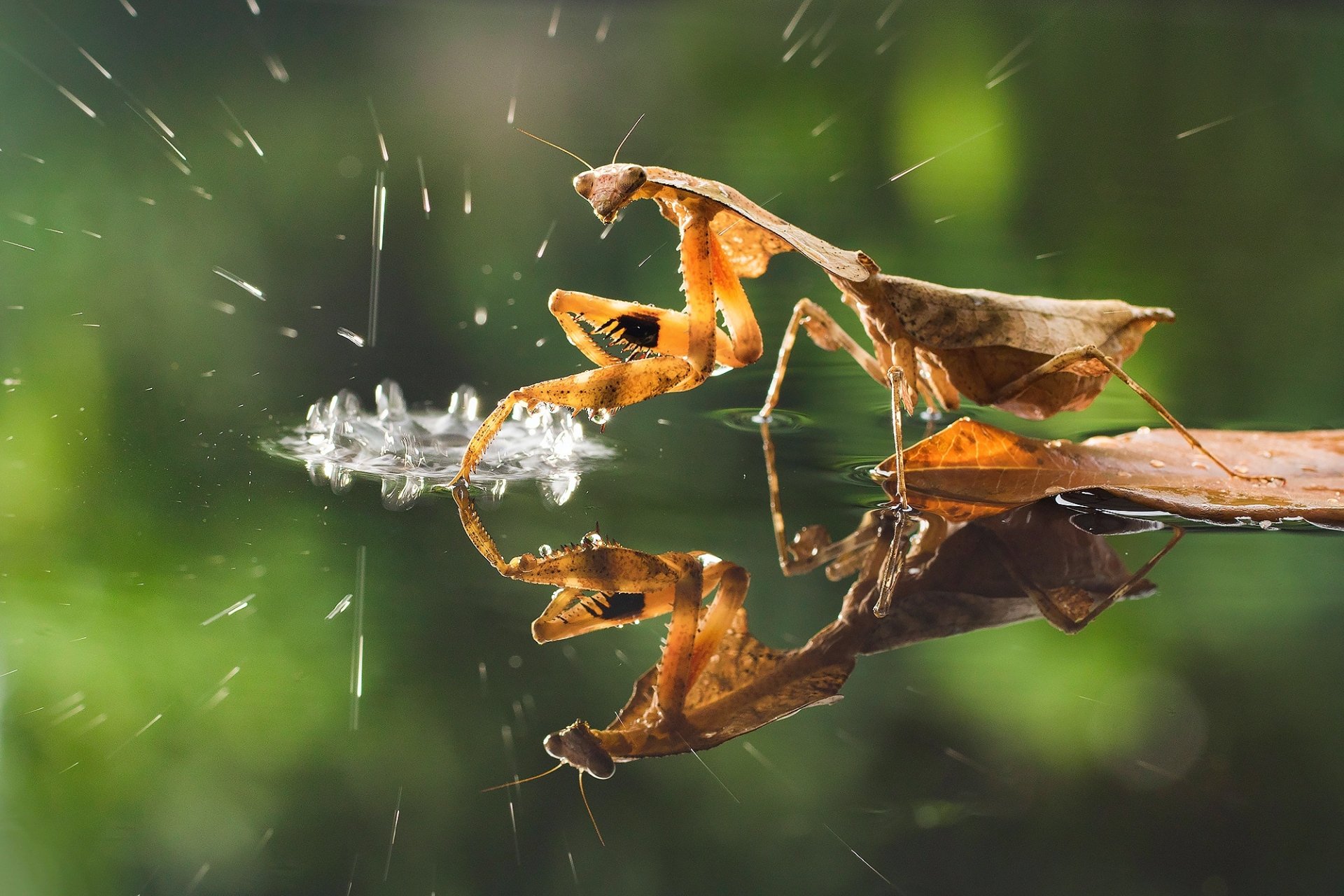 Download Dead Leaf Mantis Reflection Water Animal Praying Mantis HD ...