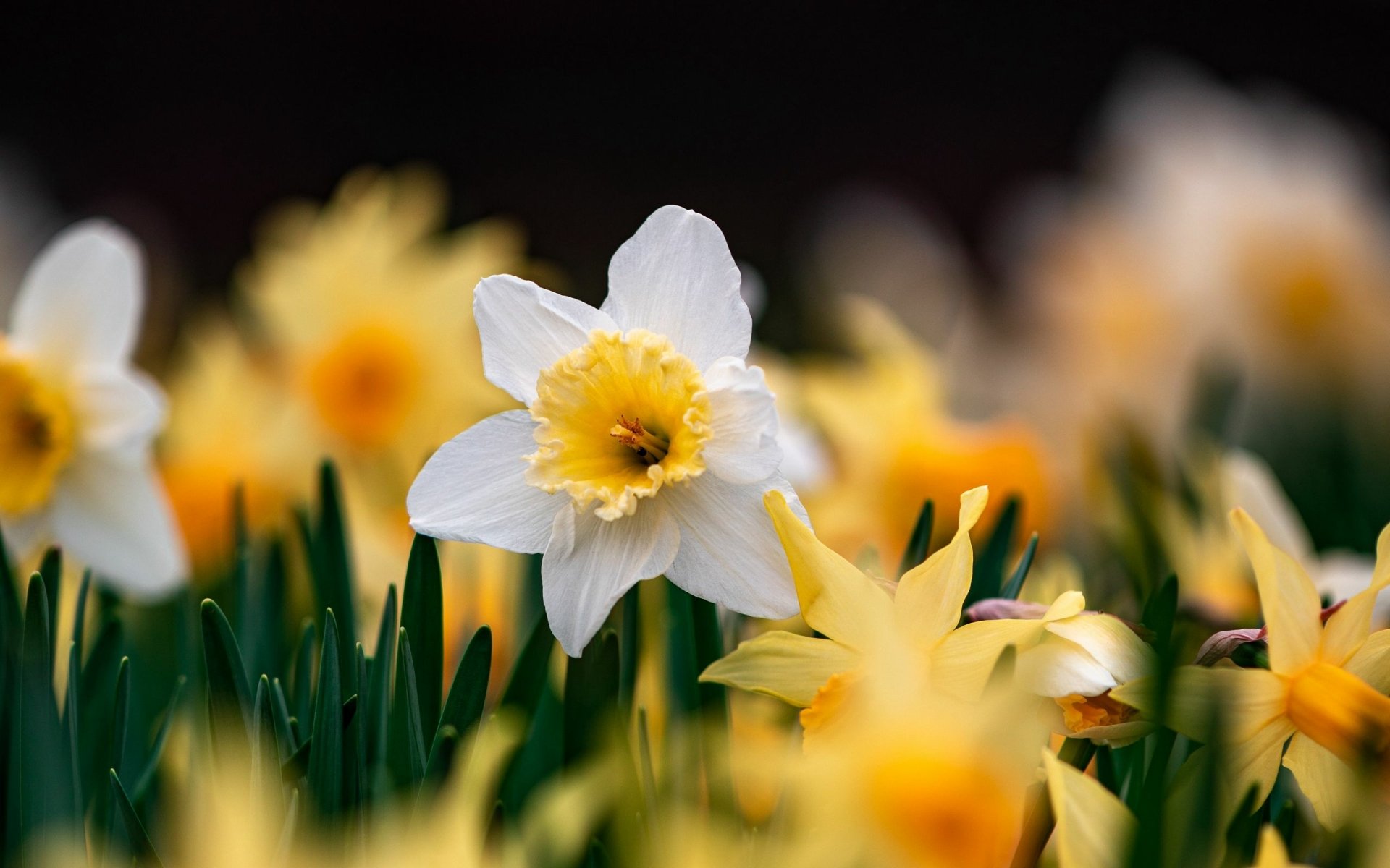 Download Flower Nature Daffodil HD Wallpaper | 2560x1600 | Wallpaper Abyss