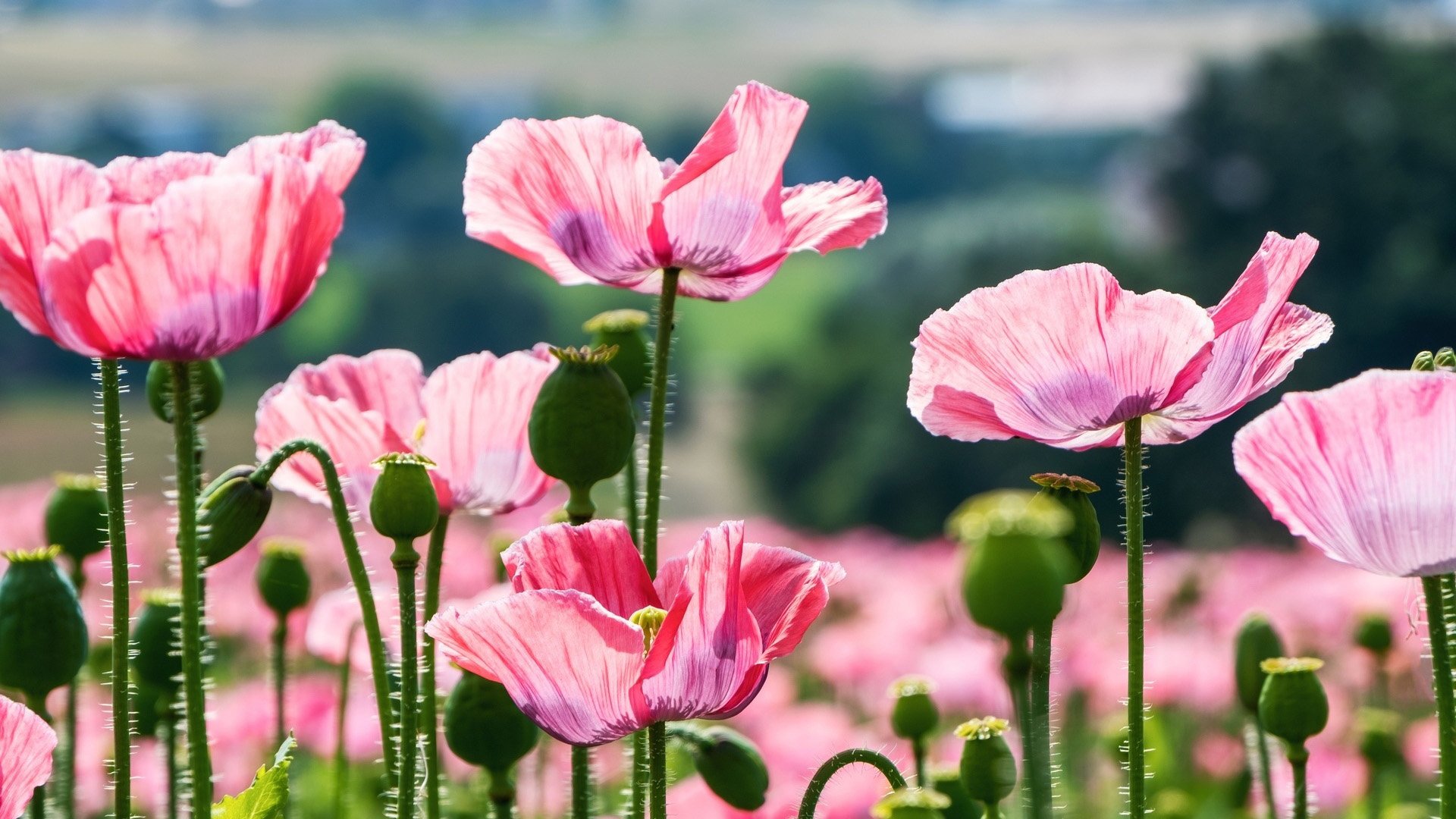 Download Nature Poppy HD Wallpaper | 1920x1080 | Wallpaper Abyss