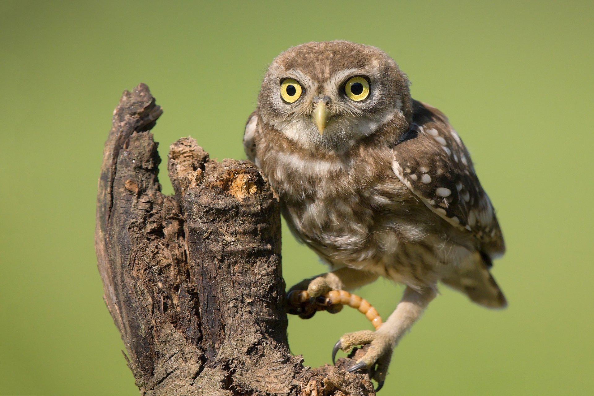 Download Bird Animal Owl HD Wallpaper | 2048x1365 | Wallpaper Abyss