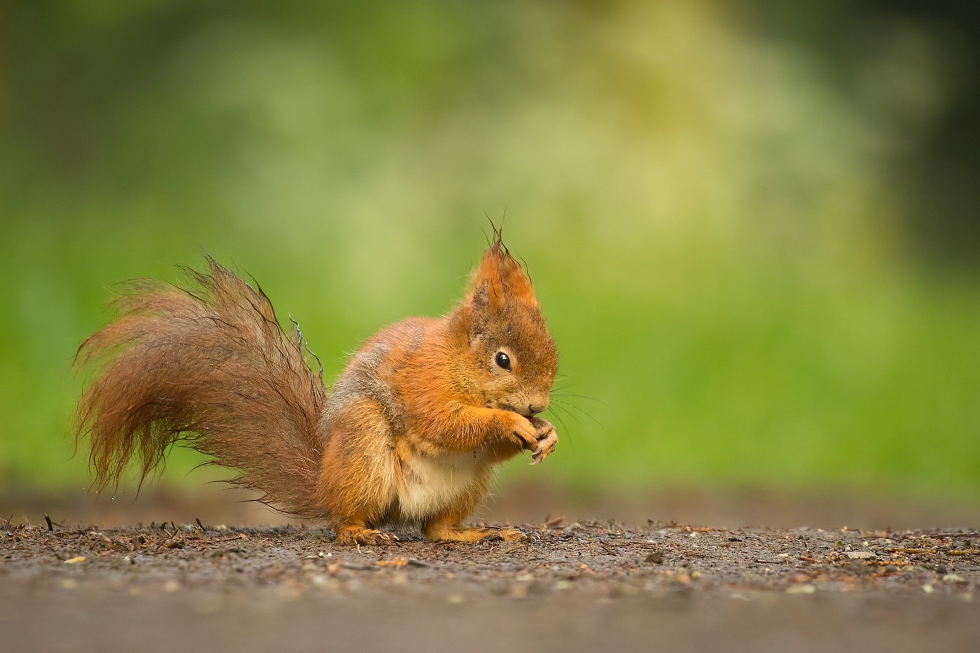Download Rodent Animal Squirrel HD Wallpaper