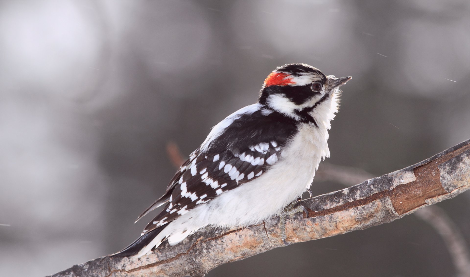 Downy Woodpecker 4K Ultra HD Wallpaper