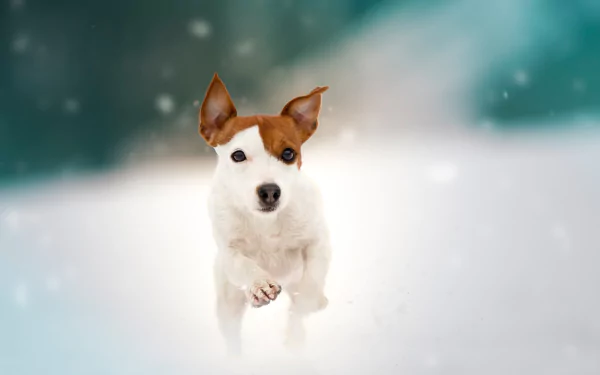 [10+] Jack Russell Terrier 4k Wallpapers