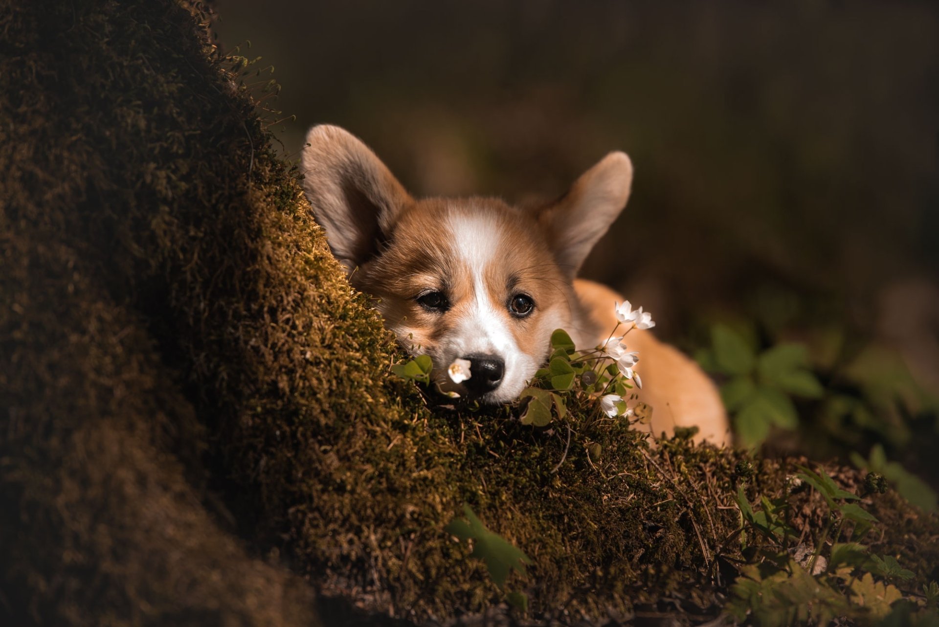 Download Baby Animal Puppy Dog Animal Corgi HD Wallpaper