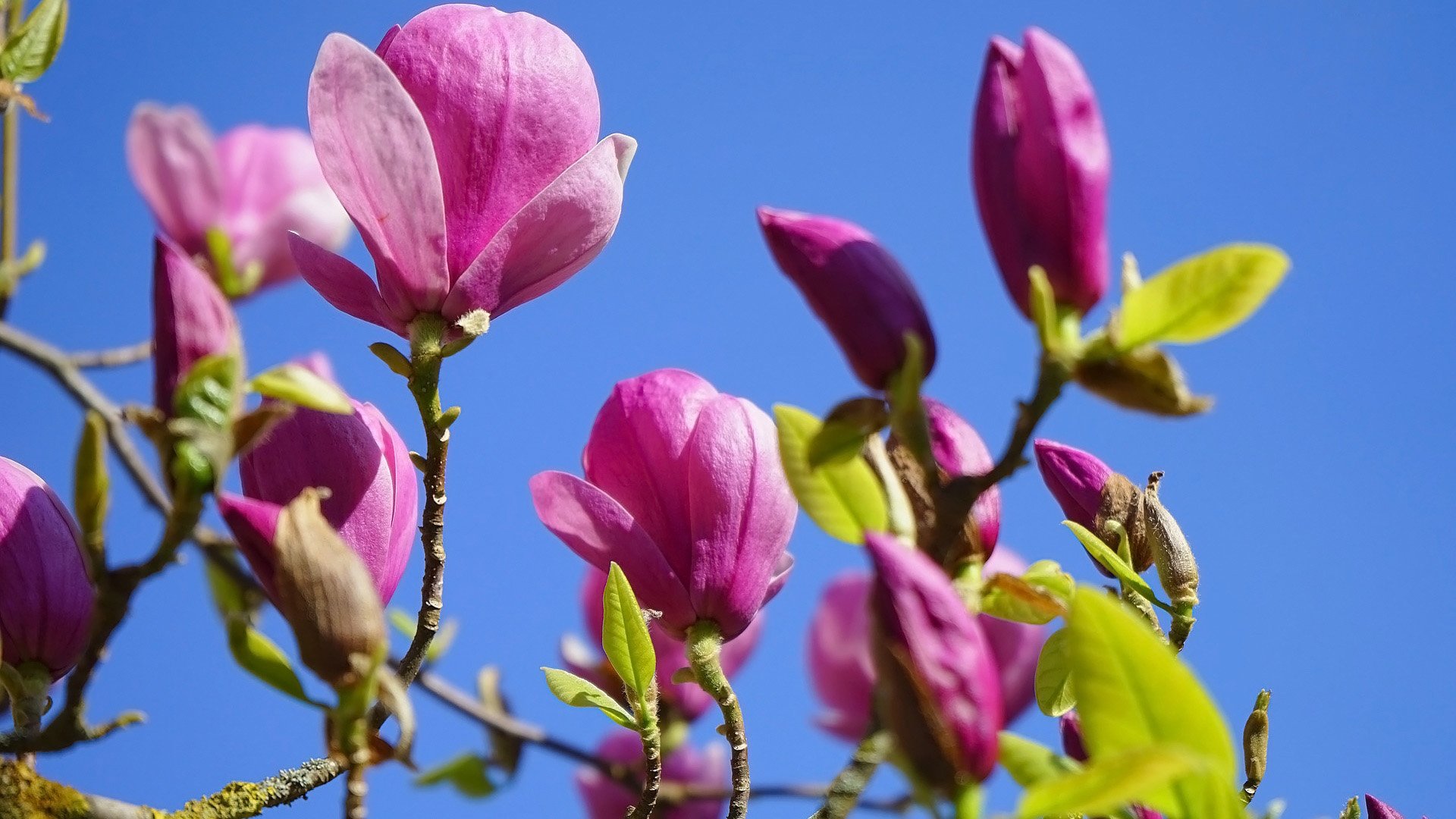 Download Nature Magnolia HD Wallpaper