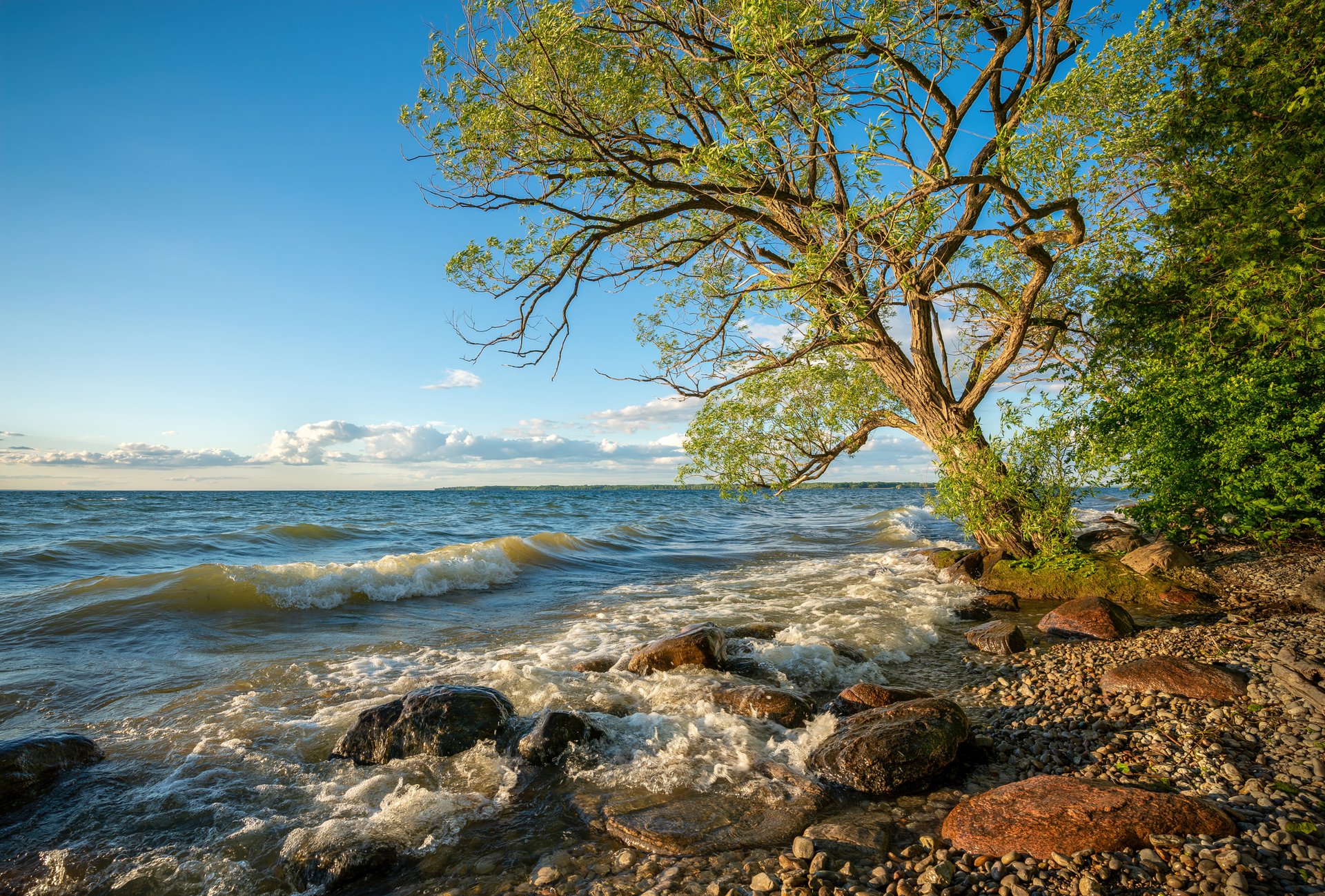 Download Tree Nature Ocean HD Wallpaper by G A S