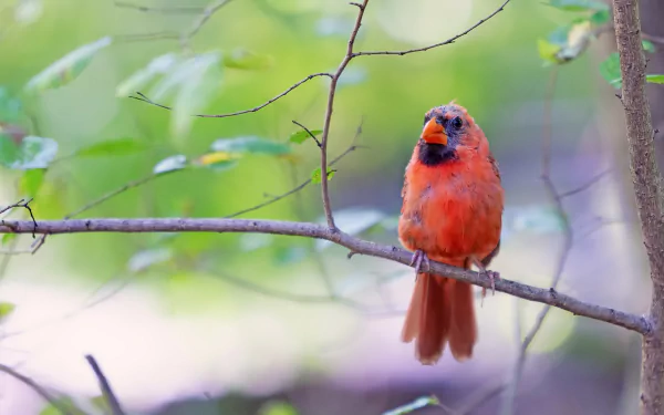 [20+] Northern Cardinal Wallpapers