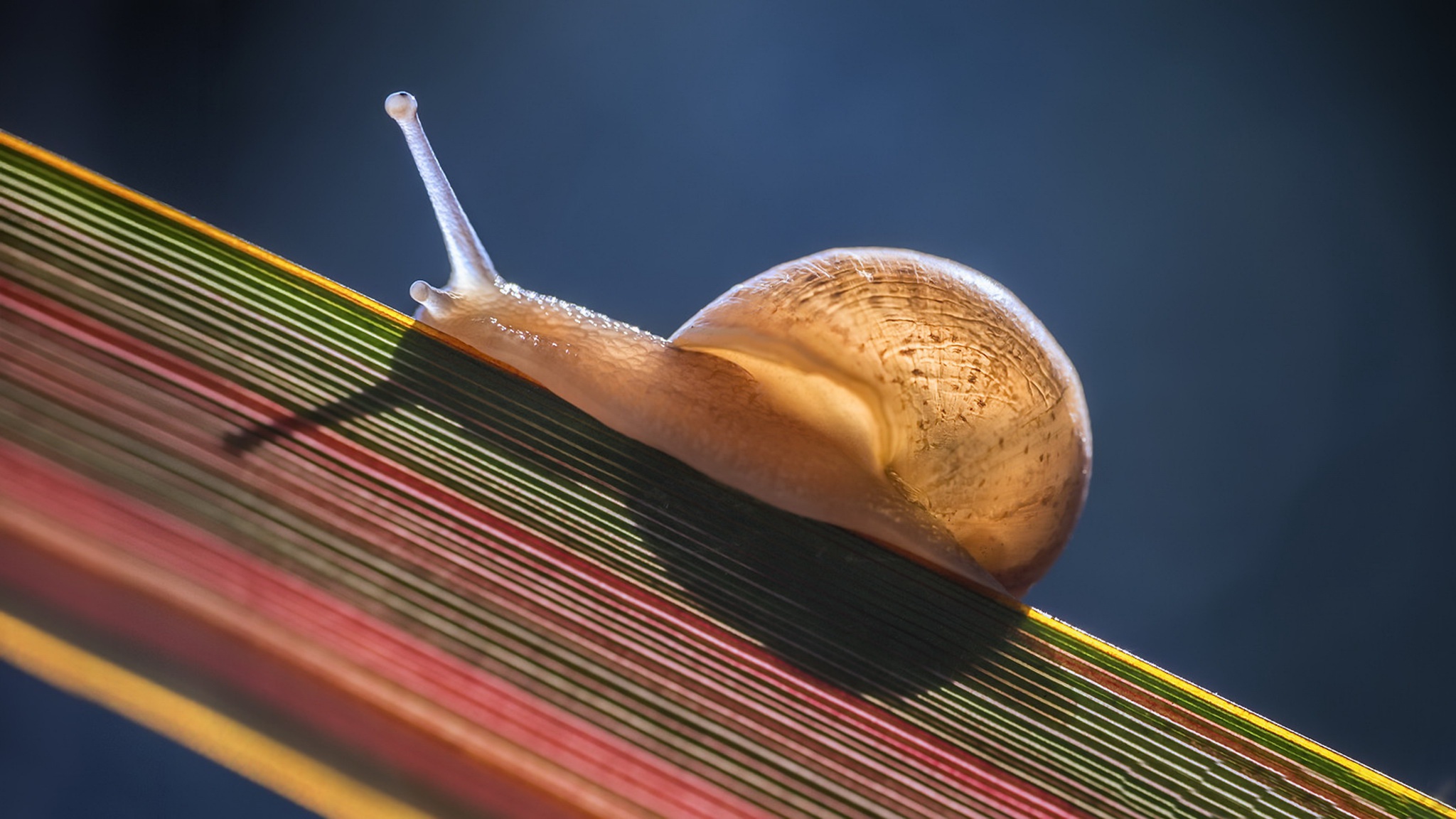 Download Animal Snail HD Wallpaper