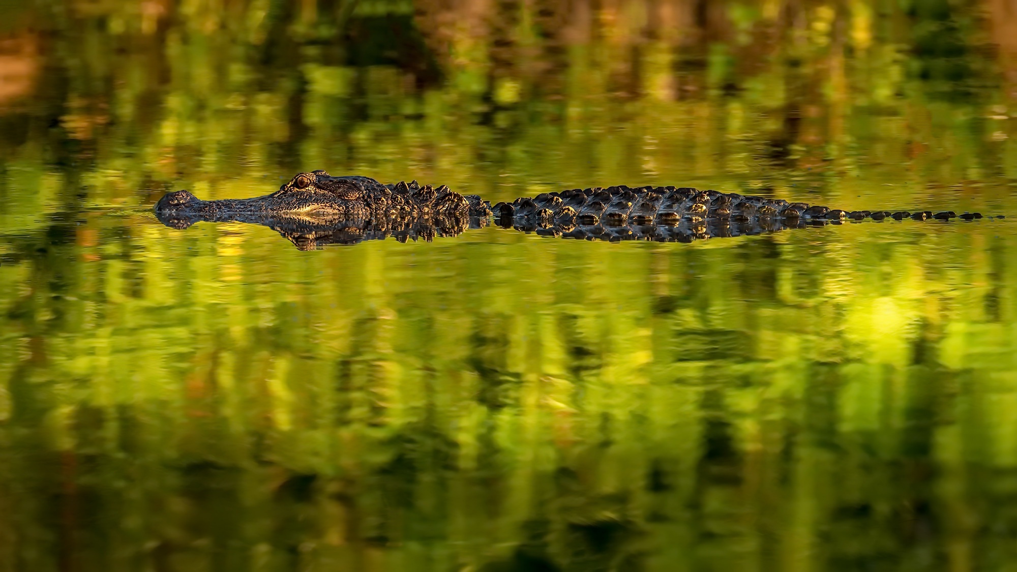 Download Animal Alligator HD Wallpaper