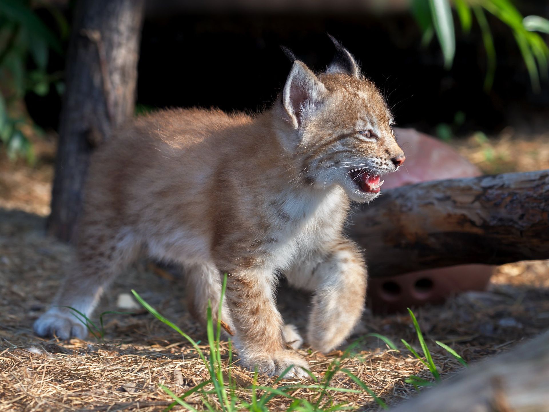 Download Baby Animal Animal Lynx HD Wallpaper by Oleg Bogdanov