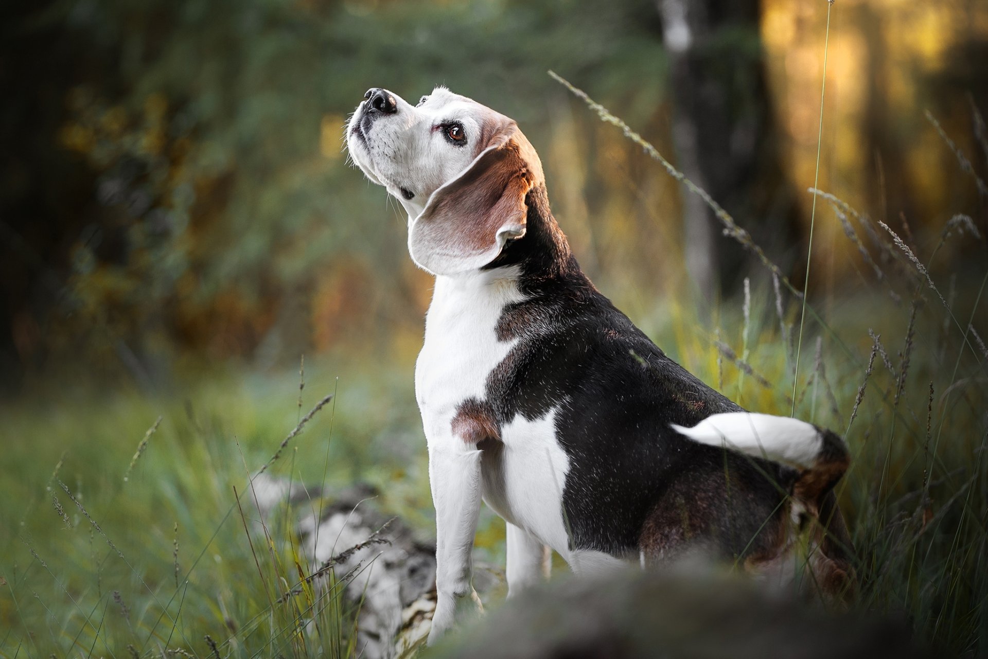 Download Dog Animal Beagle HD Wallpaper