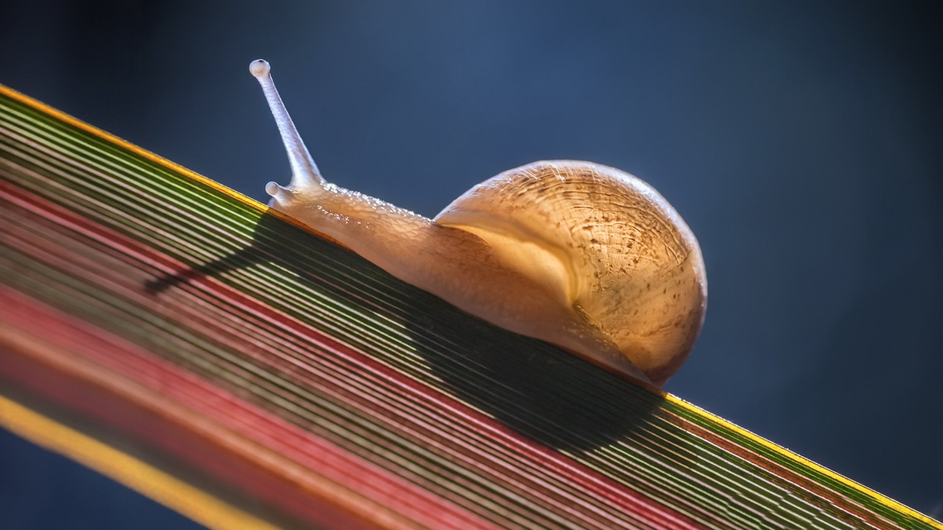 Download Animal Snail HD Wallpaper