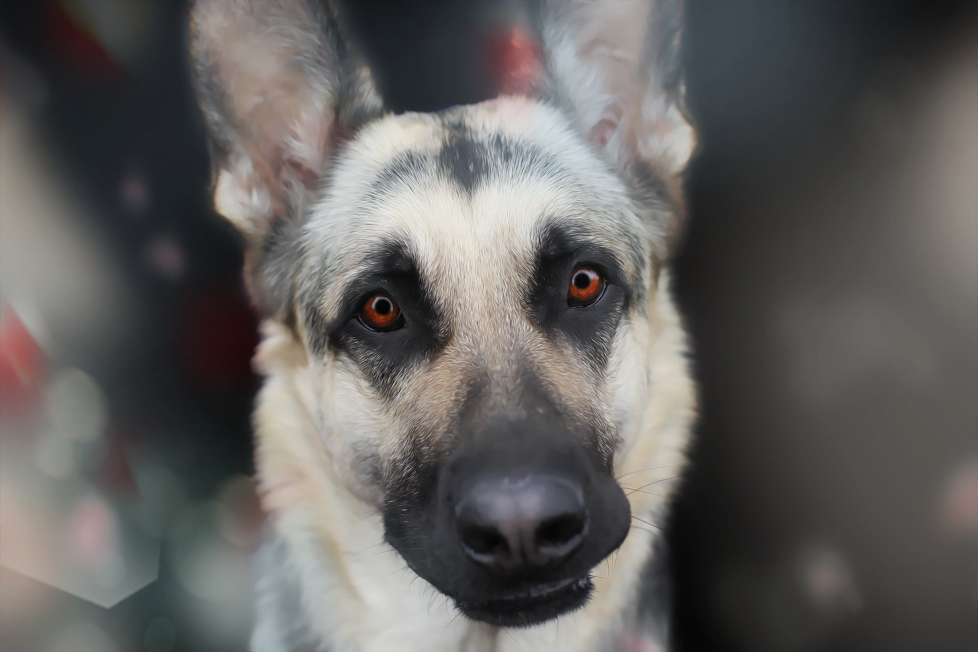 Download Dog Animal German Shepherd HD Wallpaper