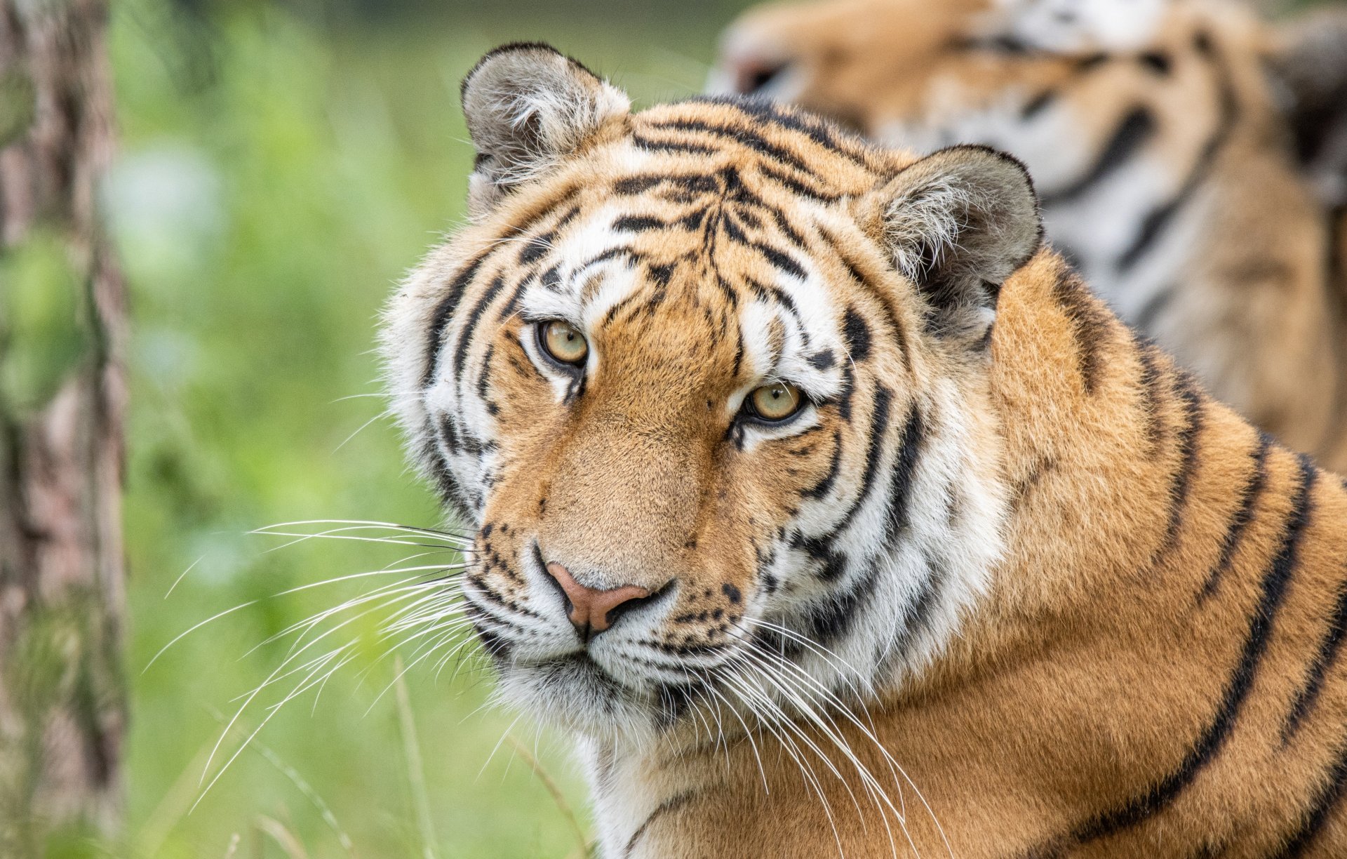 Download Animal Tiger 4k Ultra HD Wallpaper | 6582x4195 | Wallpaper Abyss