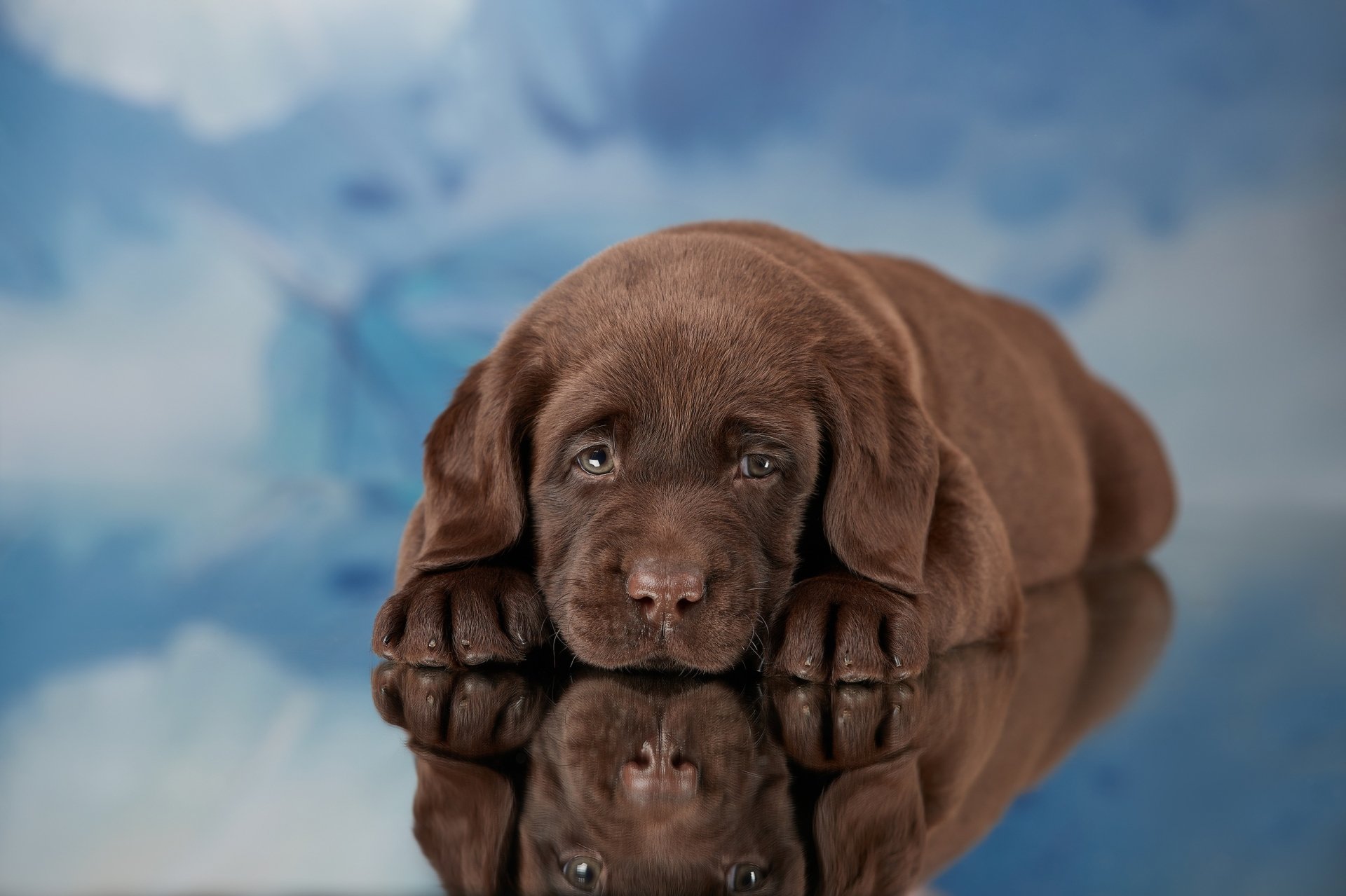 Download Baby Animal Puppy Animal Labrador Retriever HD Wallpaper