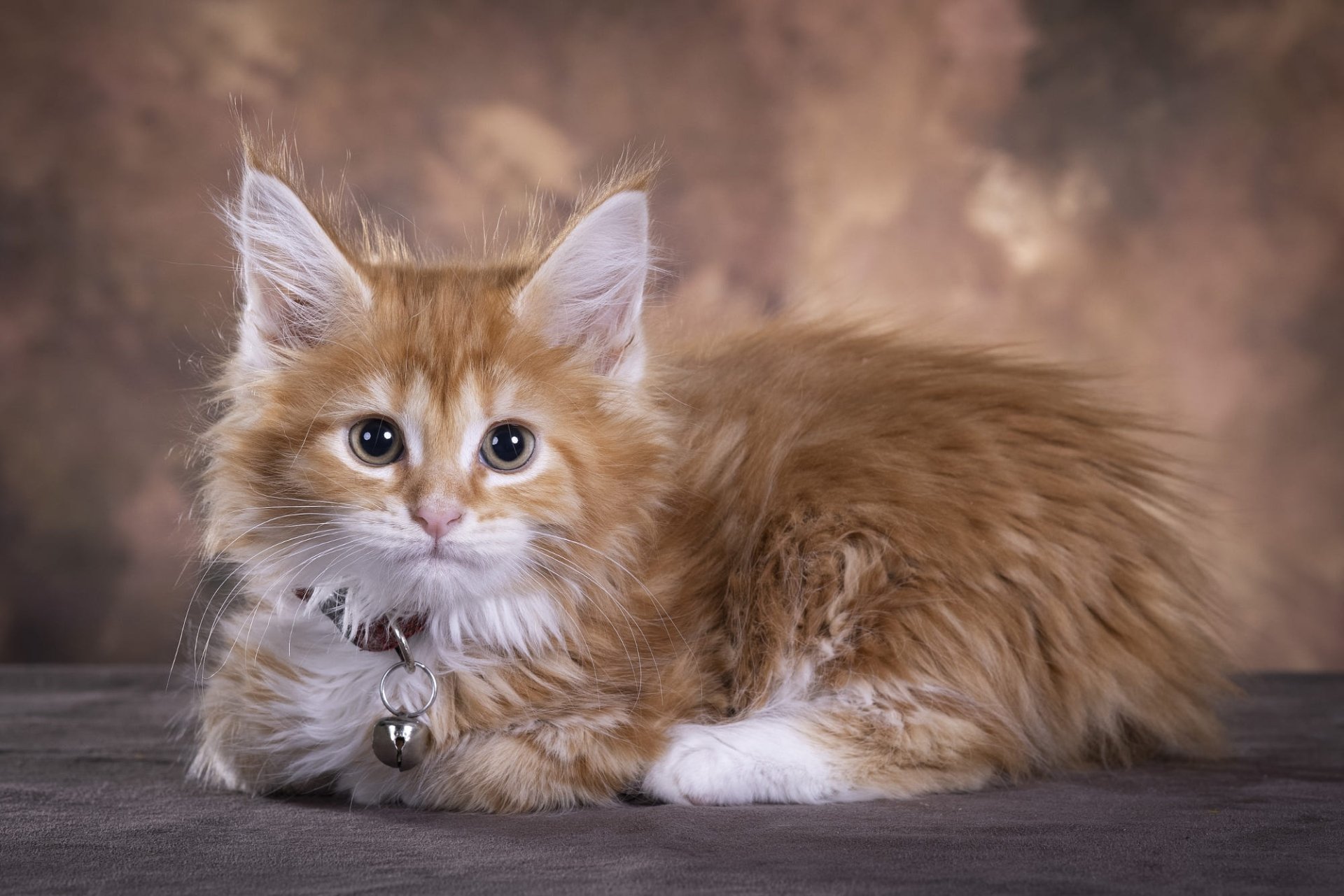 Download Baby Animal Kitten Cat Animal Maine Coon HD Wallpaper