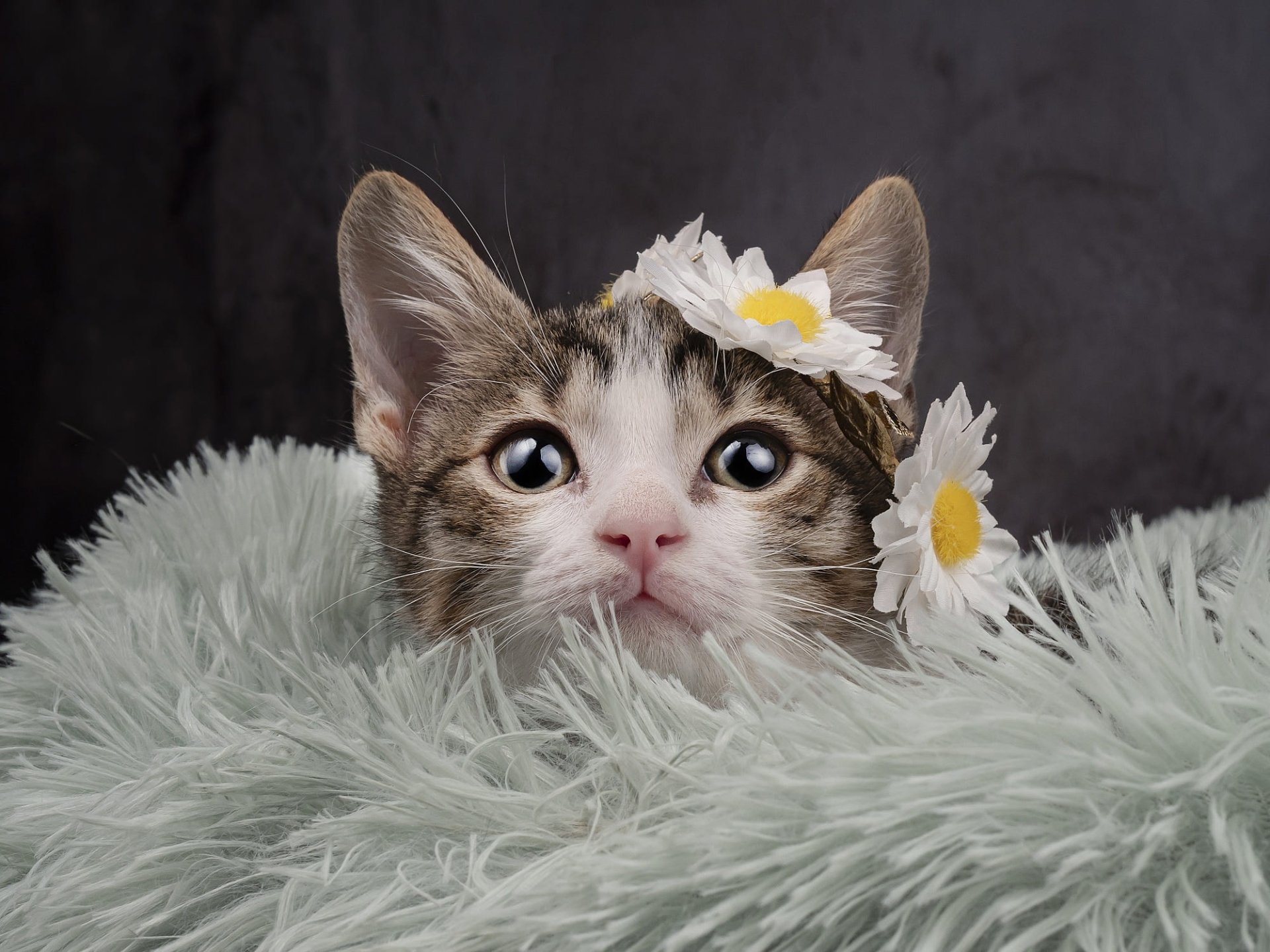 Download Animal Cat HD Wallpaper