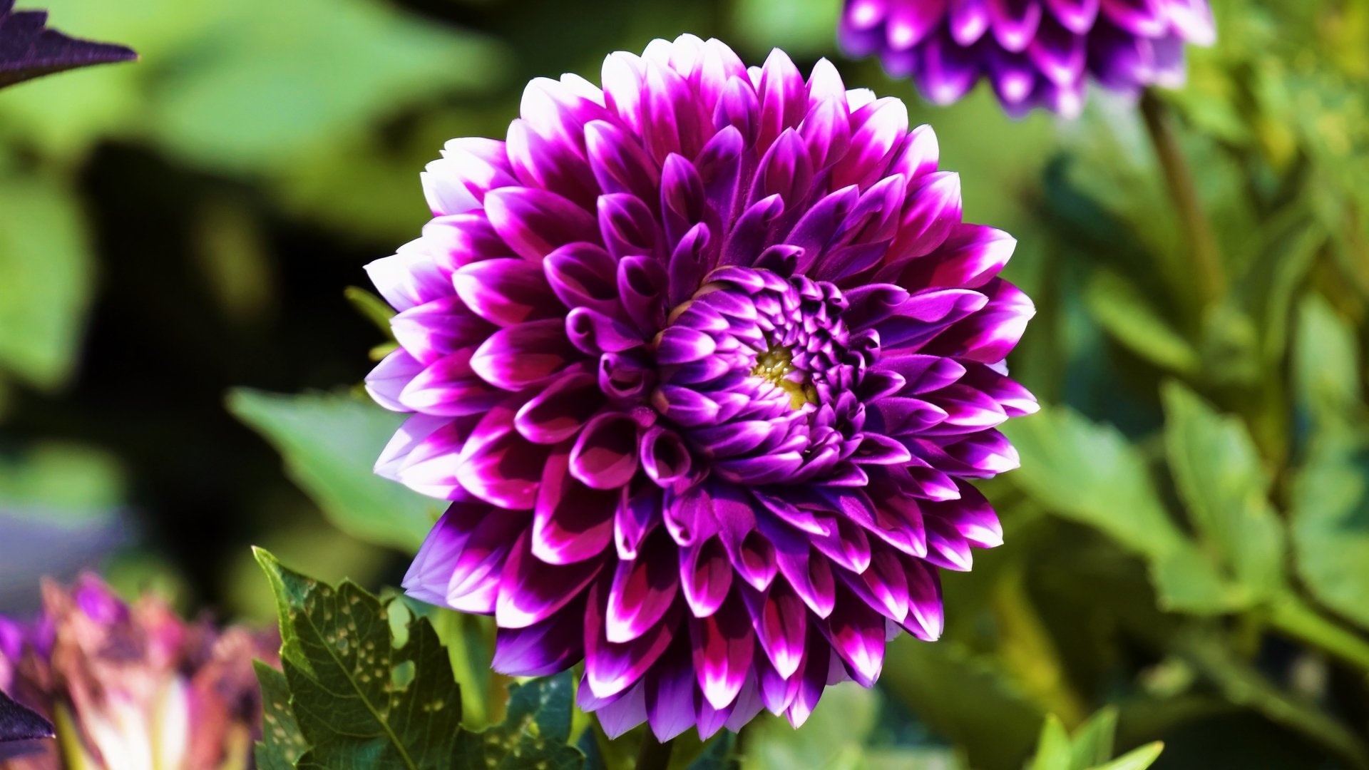 Download Purple Flower Flower Nature Dahlia 4k Ultra HD Wallpaper ...