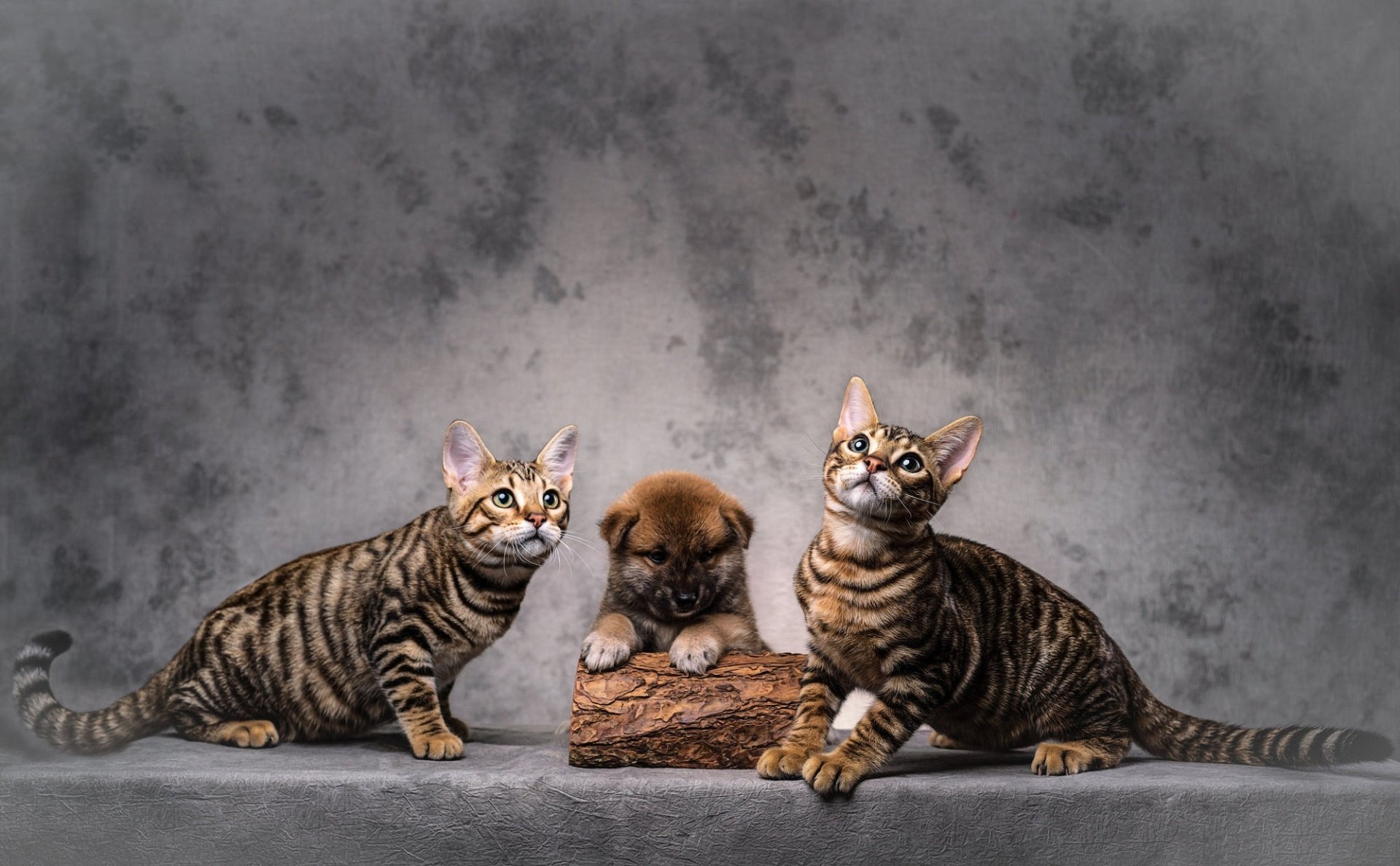 Download Animal Cat & Dog HD Wallpaper | 2000x1237 | Wallpaper Abyss