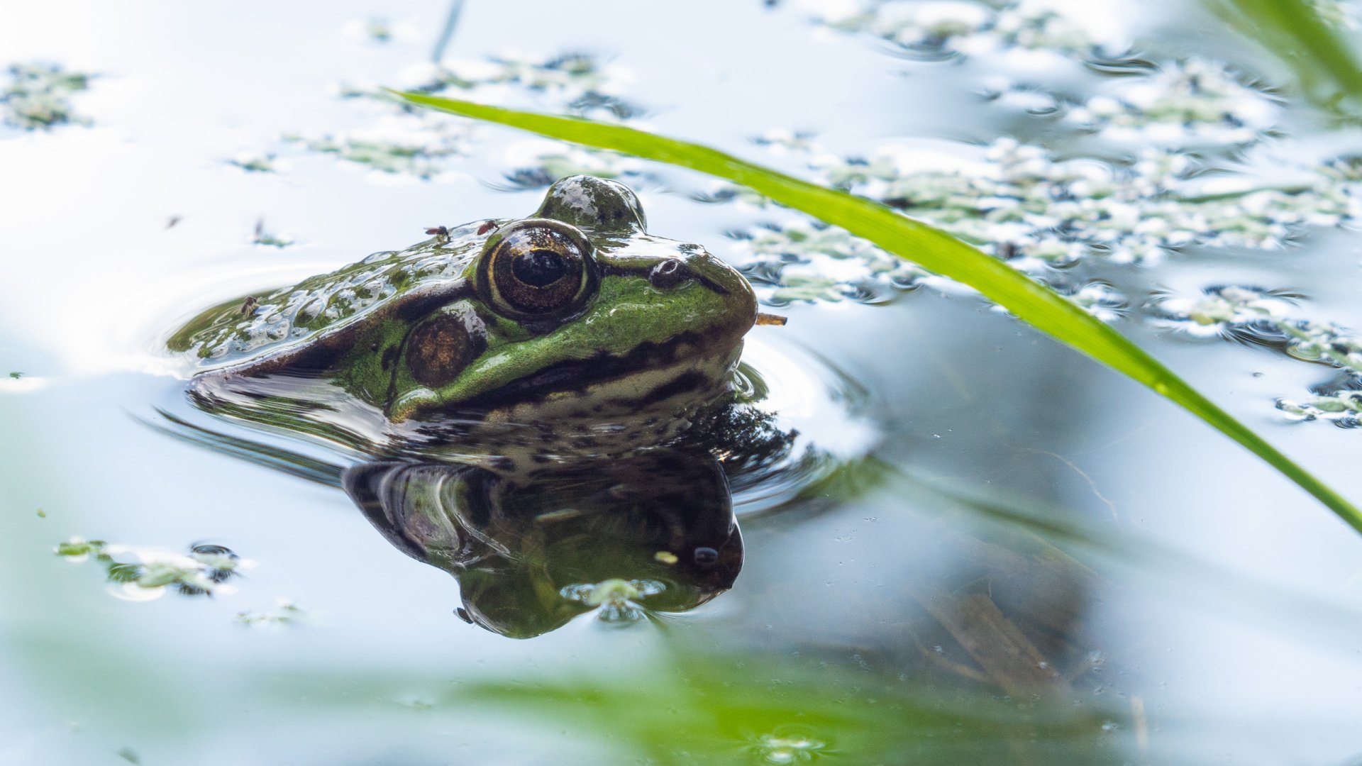 European Tree Frog in Water by bsod