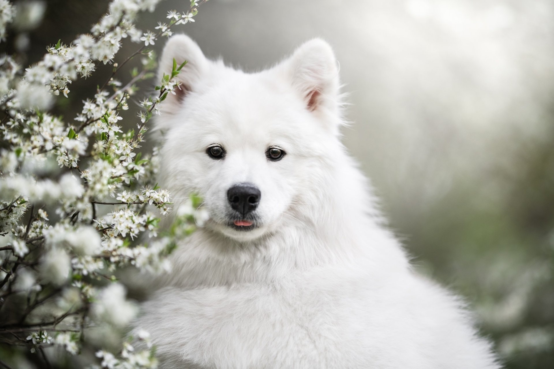 Download Dog Animal Samoyed HD Wallpaper | 2048x1365 | Wallpaper Abyss