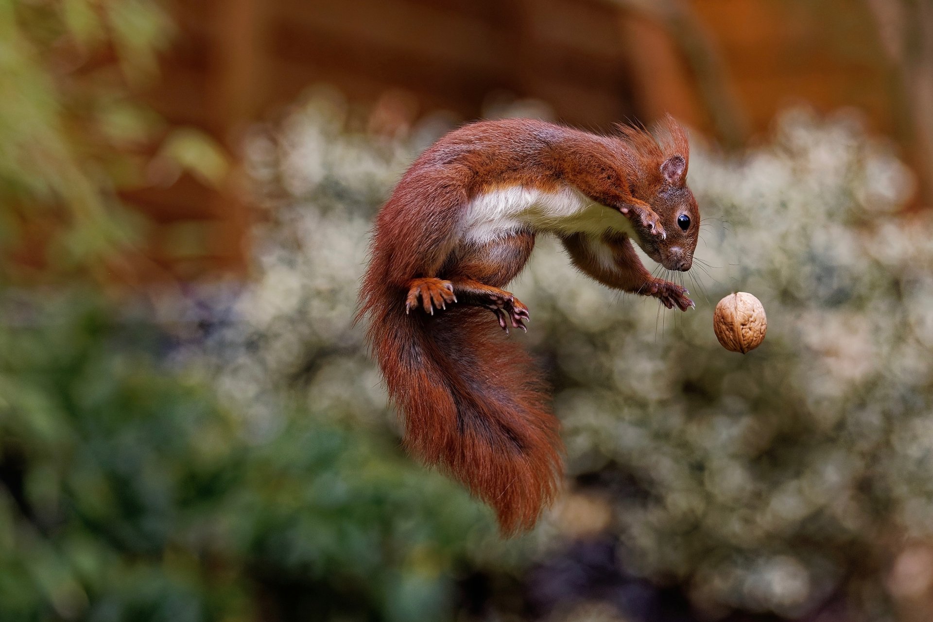 Download Rodent Animal Squirrel 4k Ultra HD Wallpaper