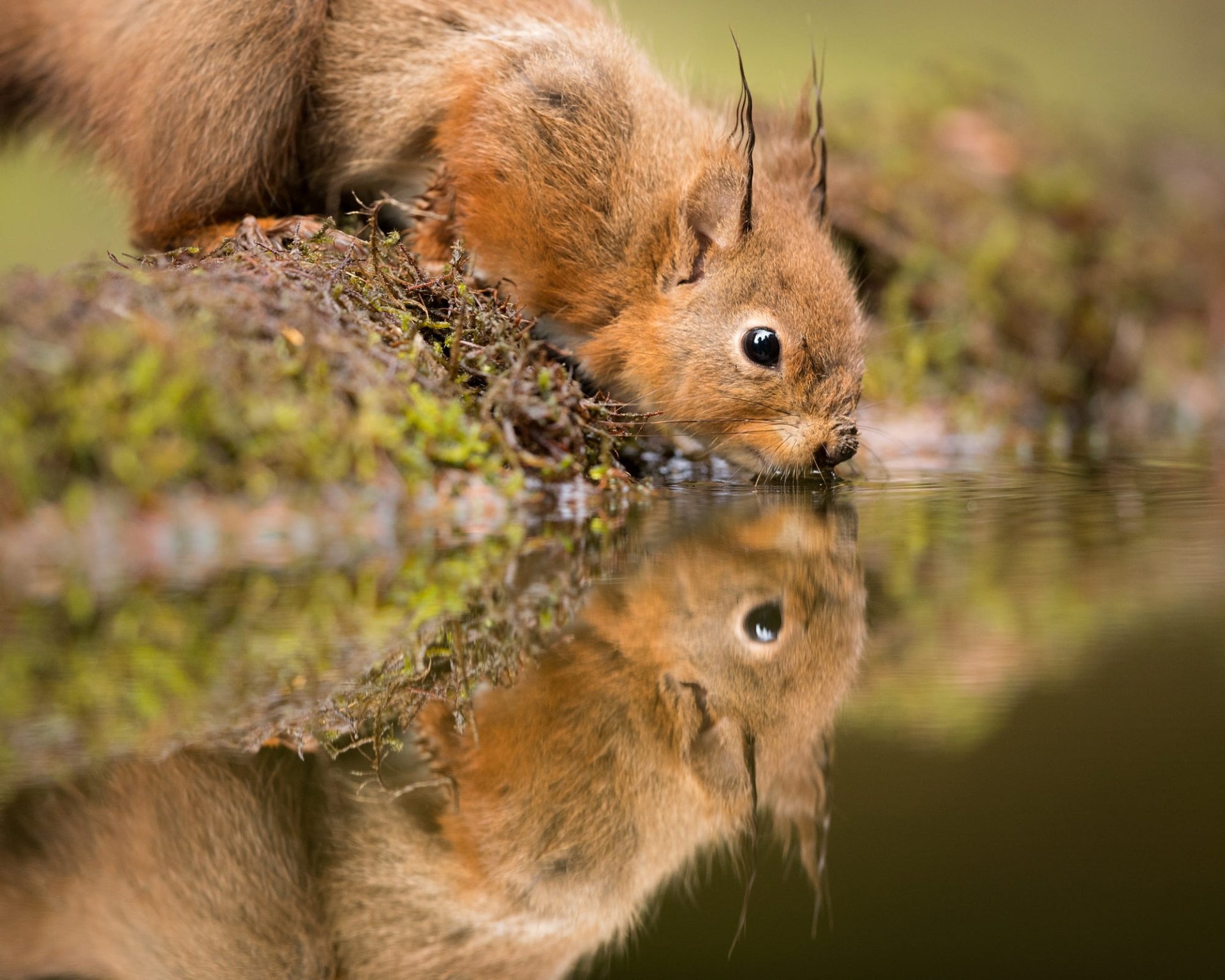 Download Reflection Rodent Animal Squirrel HD Wallpaper