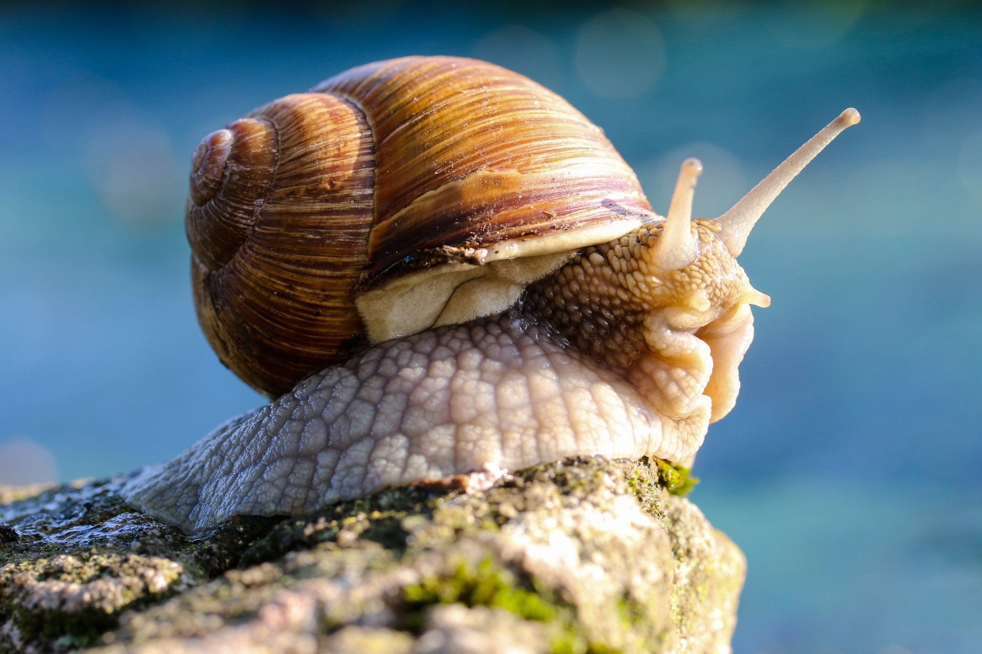 Download Macro Animal Snail 4k Ultra HD Wallpaper