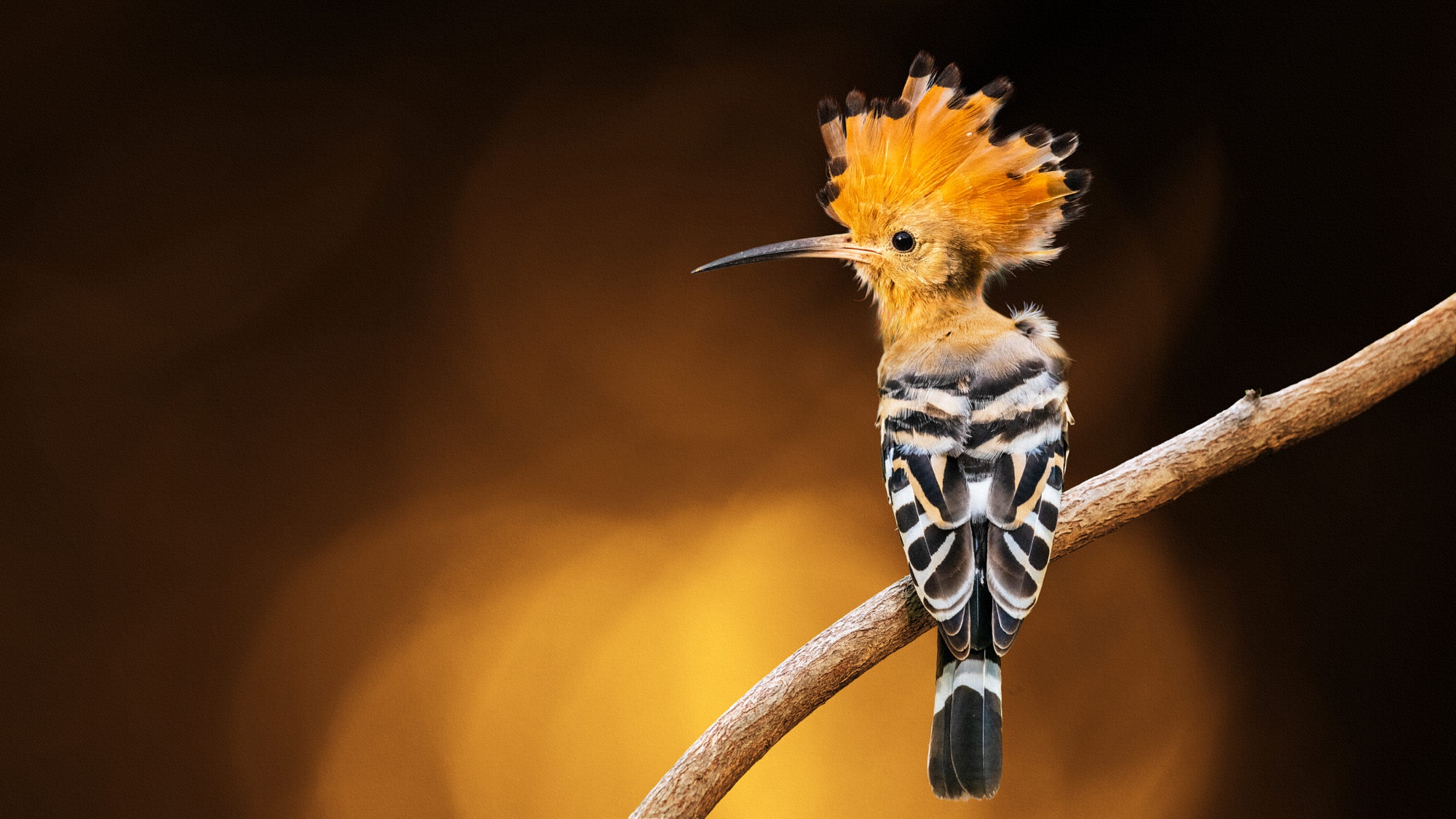 Download Animal Hoopoe HD Wallpaper