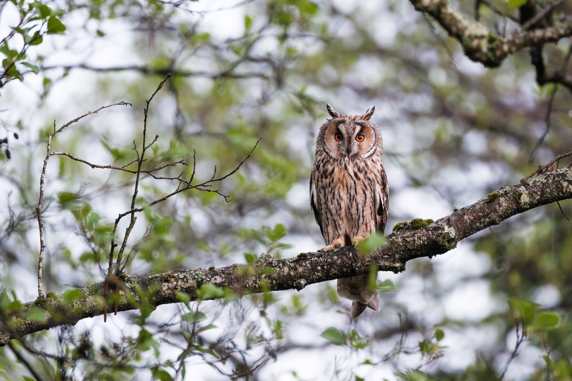 Majestic Owl — 4K Ultra HD Wildlife Wallpaper | 4836x3224 | Wallpaper Abyss