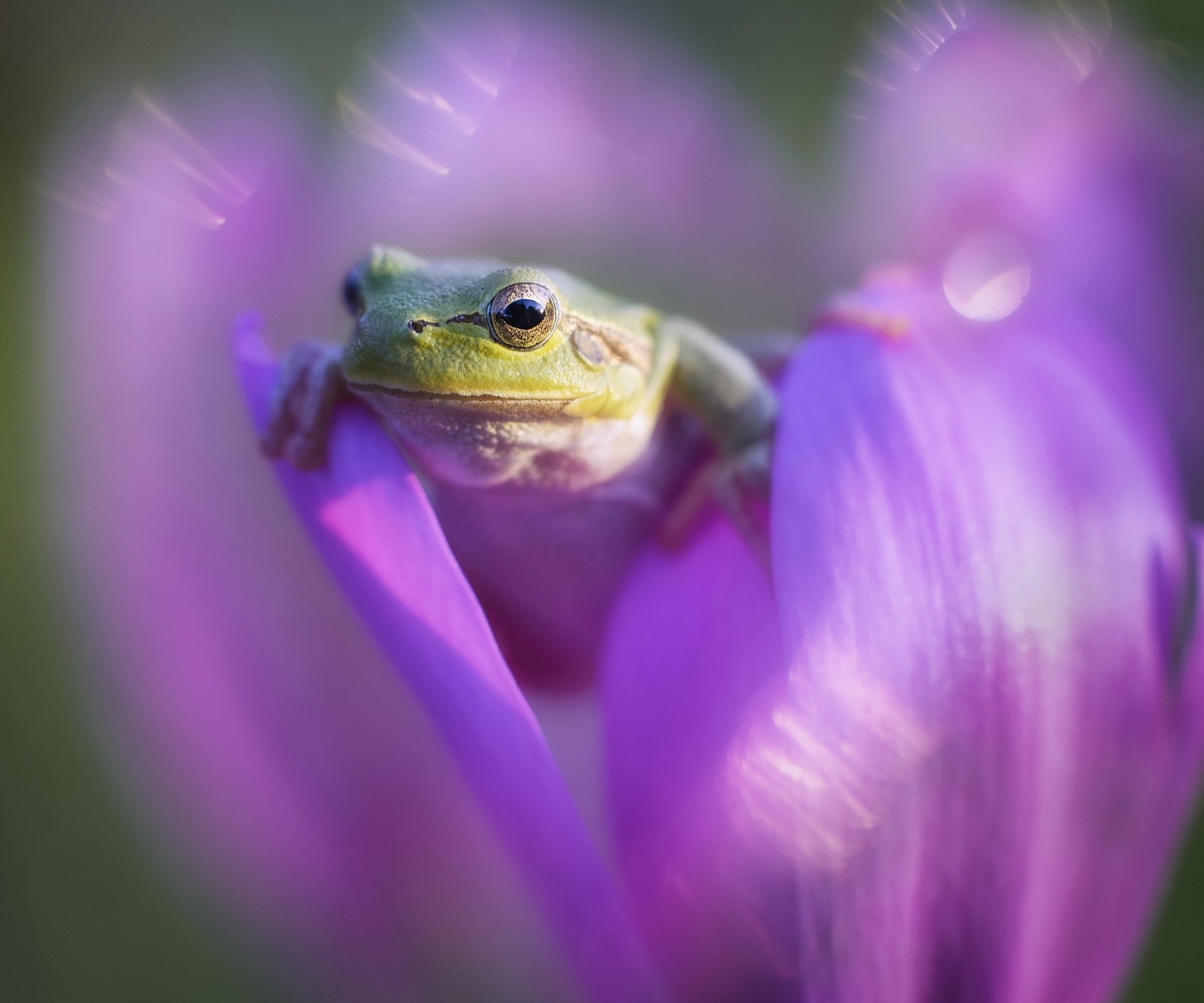 Download Amphibian Macro Animal Frog HD Wallpaper
